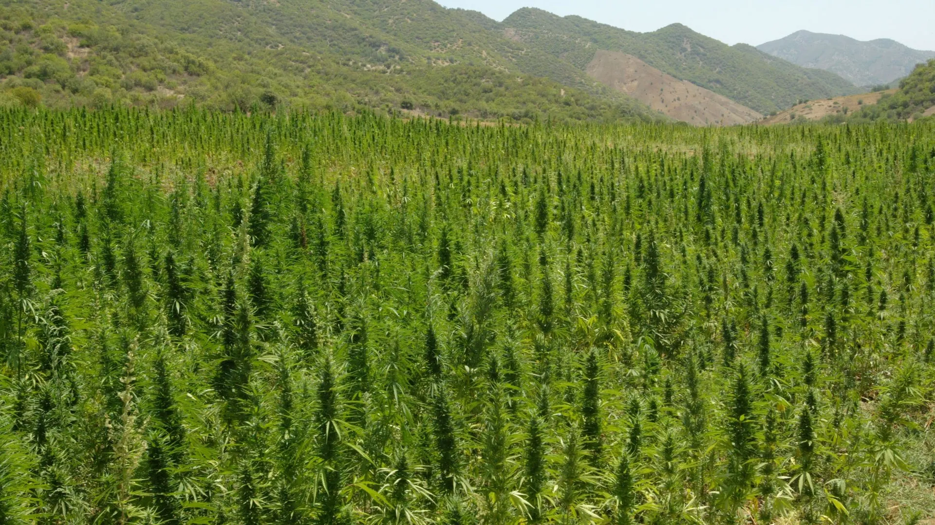 Le Maroc se prépare à légaliser l'usage thérapeutique du cannabis ...