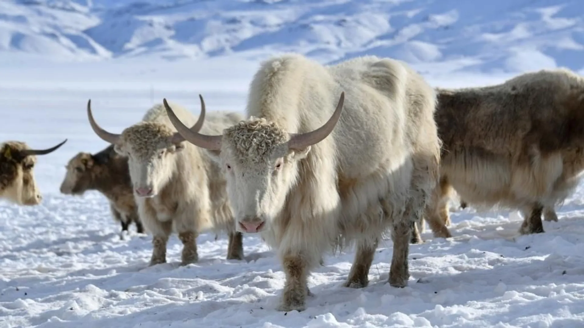 Au Kirghizstan, des yaks blancs, symbole de la renaissance d'un élevage ...
