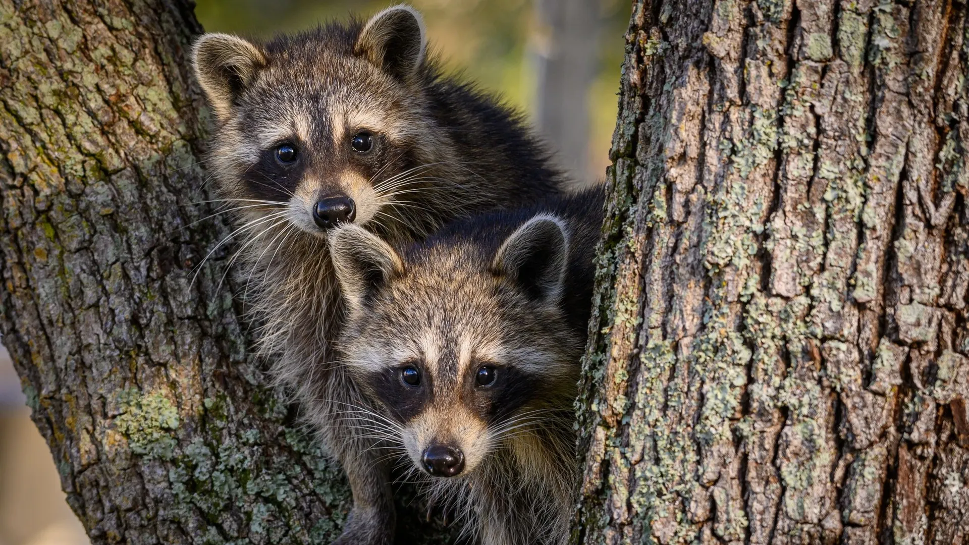 Ratons laveurs en Wallonie : une invasion incontrôlable et dangereuse ...