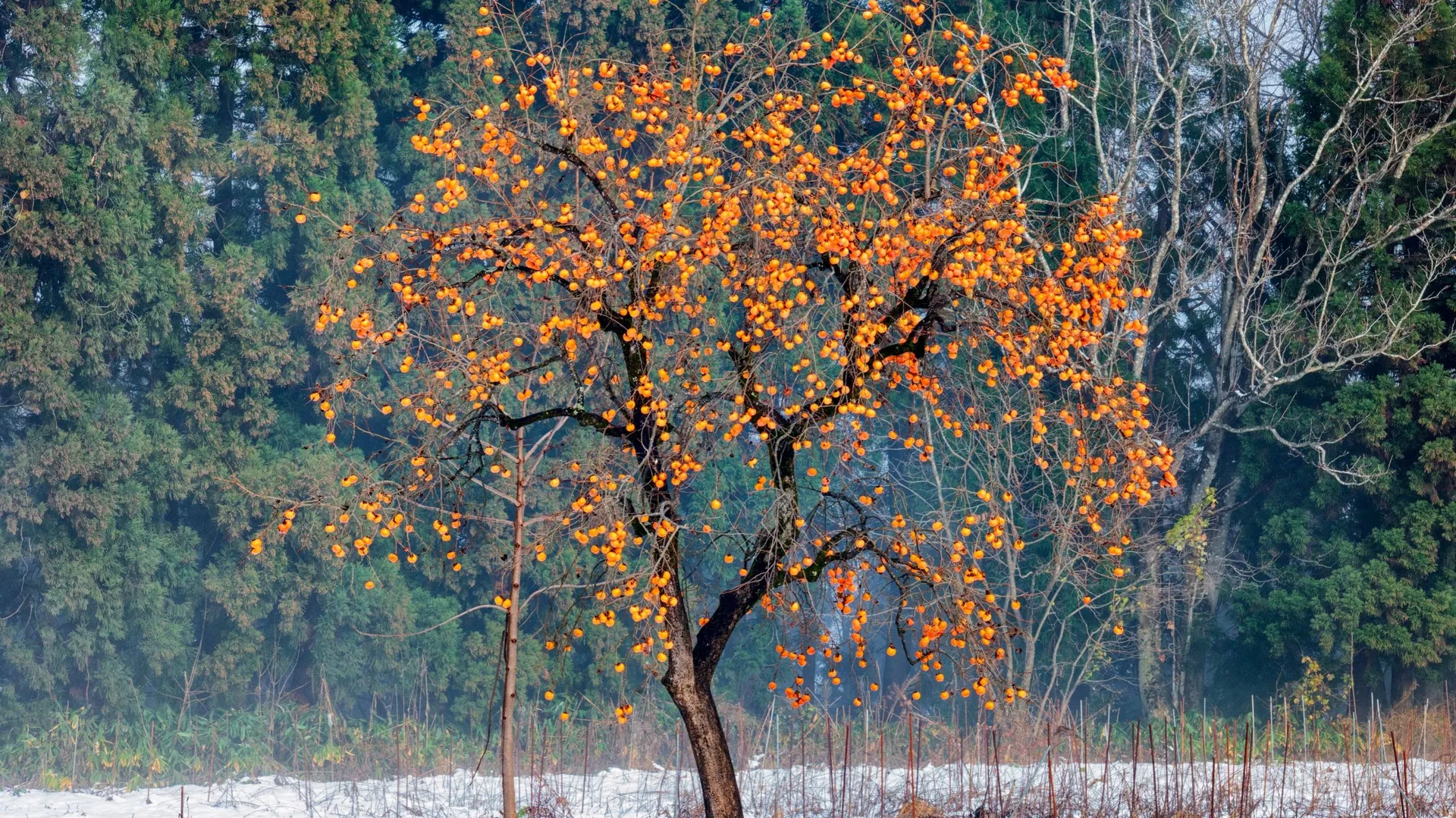 Le plaqueminier ou kaki : un fruit exotique d’hiver à cultiver au ...