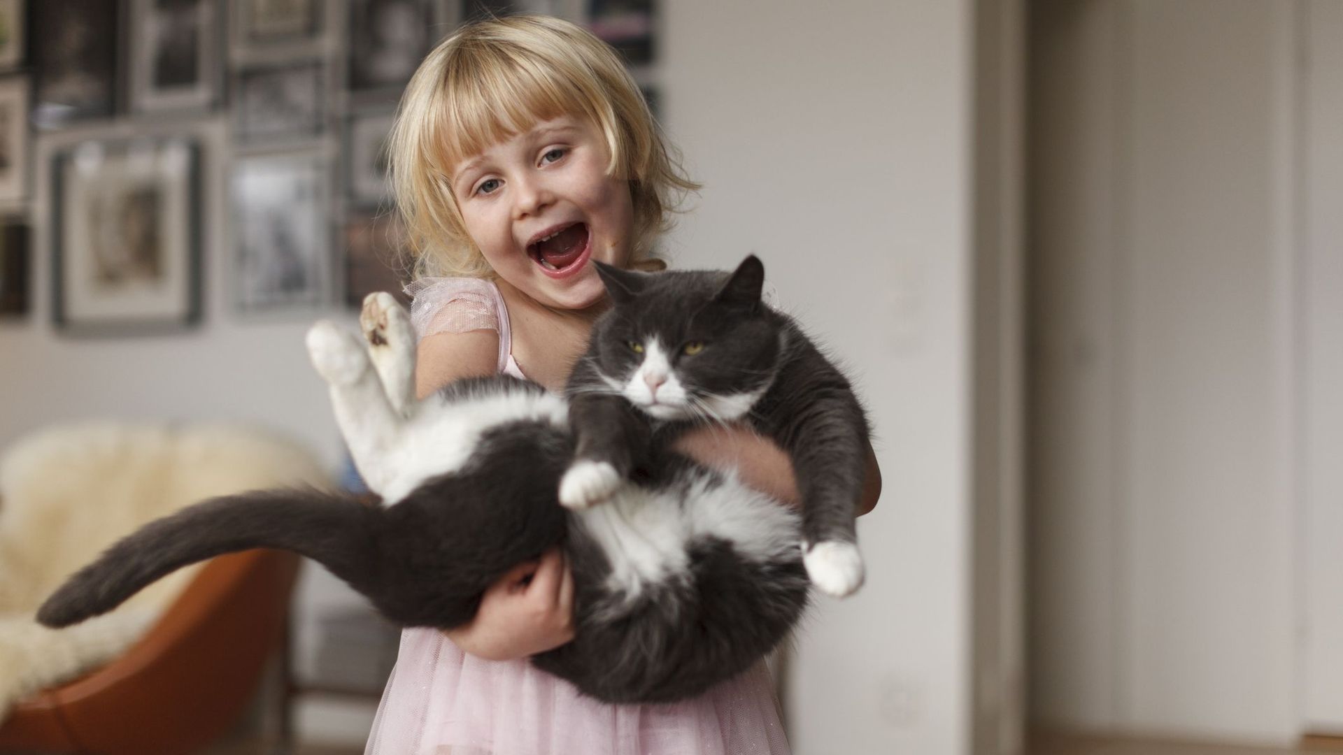 Le chat domestique est arrivé en Europe il y a 2000 ans, via l’Afrique ...