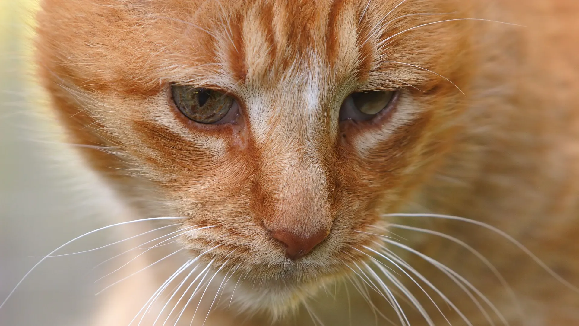 Quatre choses à savoir sur Larry le chat, qui fête ses 15 ans à Downing ...