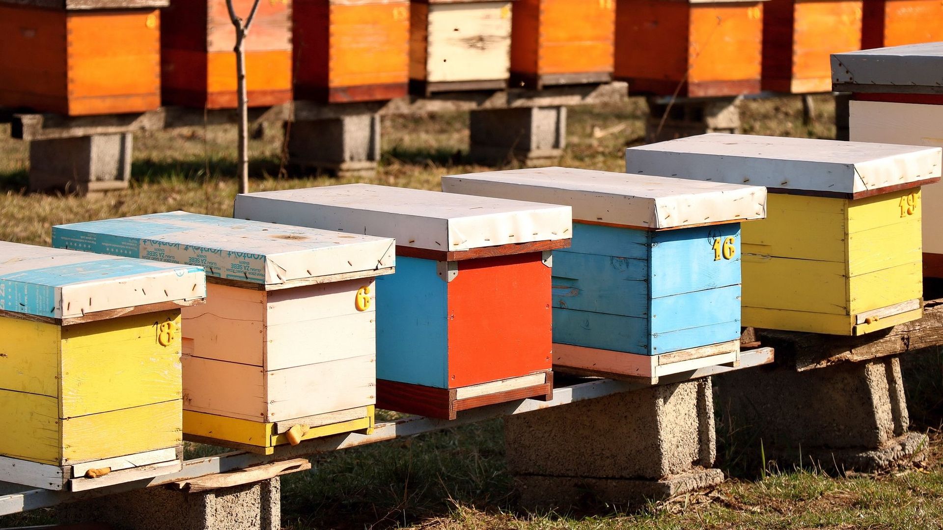QR : je vois peu d’abeilles dans la nature, quel est l’état des ruches ...