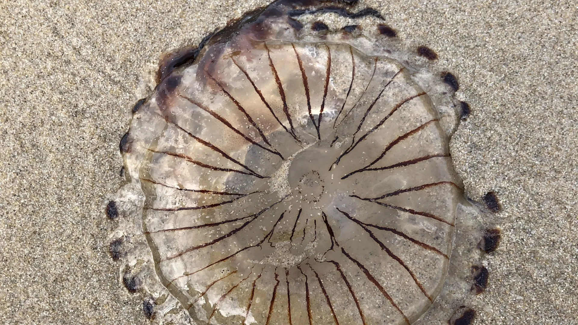 Tiegan rudge porno i was visiting TJ for a couple of days,