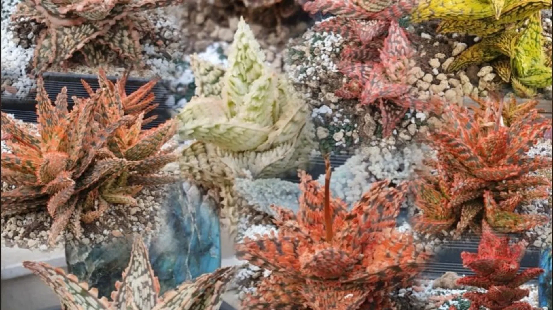 Des Aloès portées au rang d’œuvre d’art, le pari gagnant du 'jardinier ...