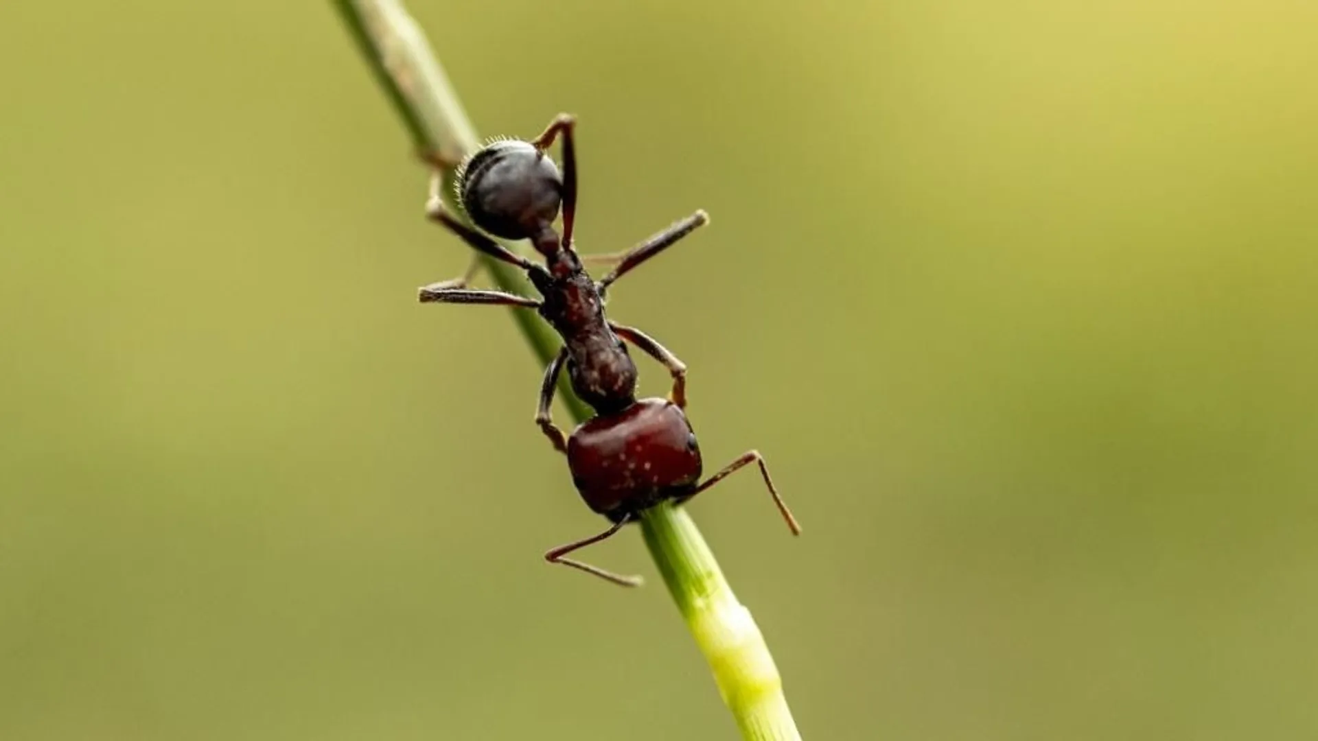 Pourquoi les fourmis deviennent la cible des braconniers au Kenya ...