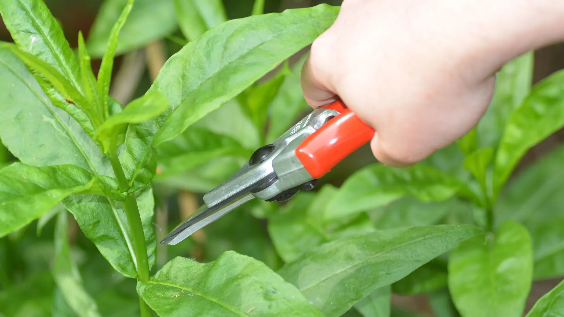 Chelsea Chop : la technique de taille pour des vivaces bien fleuries en ...