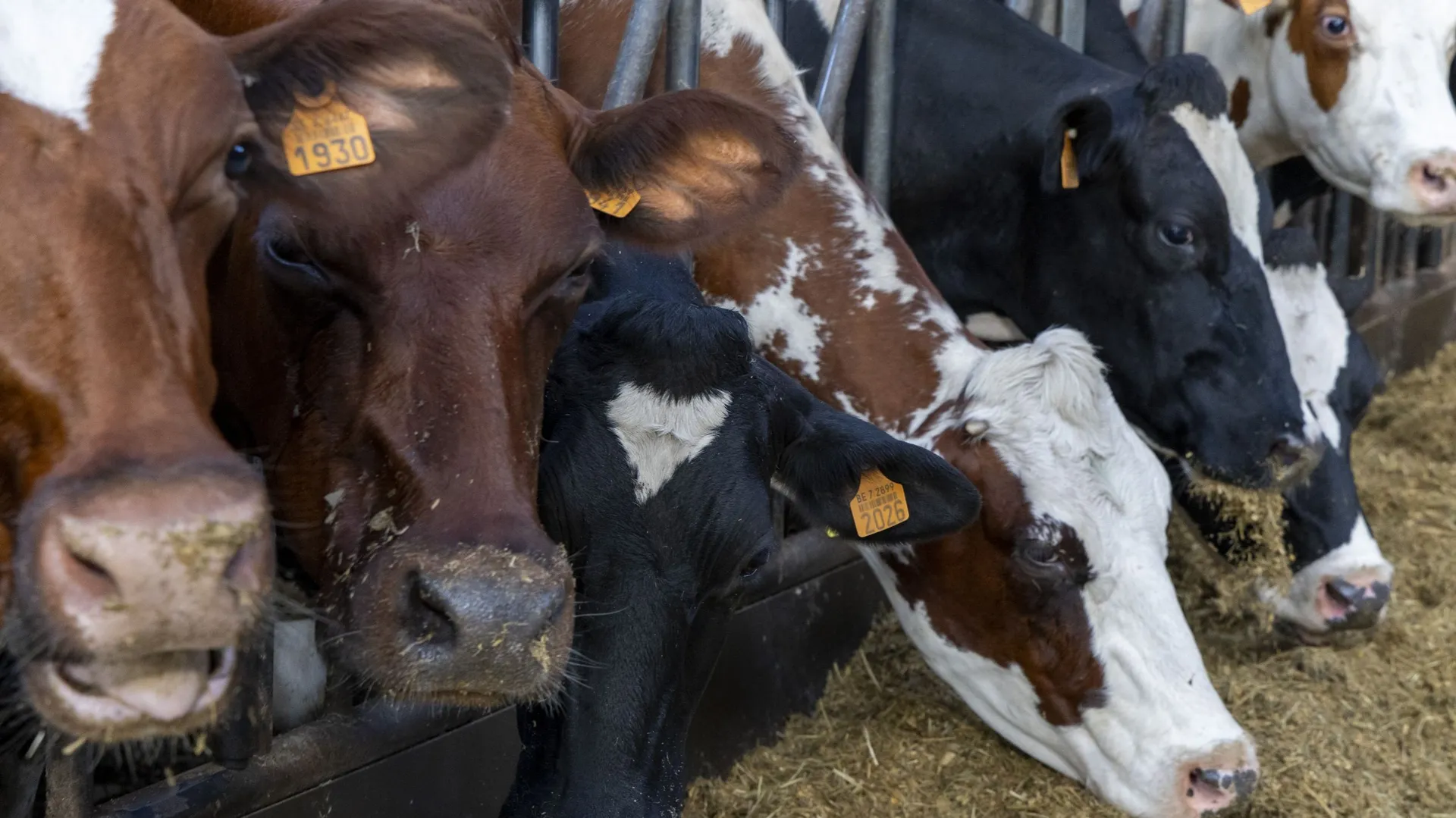 Un premier Belge reçoit un nouveau mini-pacemaker, plus adapté à la ...