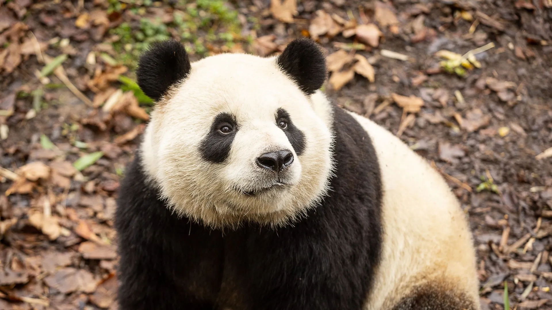 La 'diplomatie du panda' en action : les trois pandas nés en Belgique ...