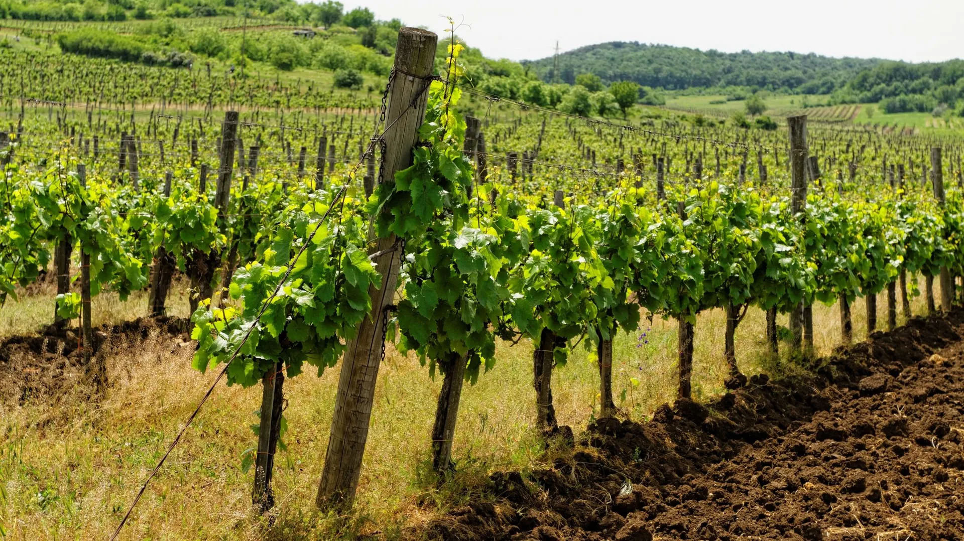 Vin vert, jaune ou orange : connaissez-vous toutes ces couleurs des ...