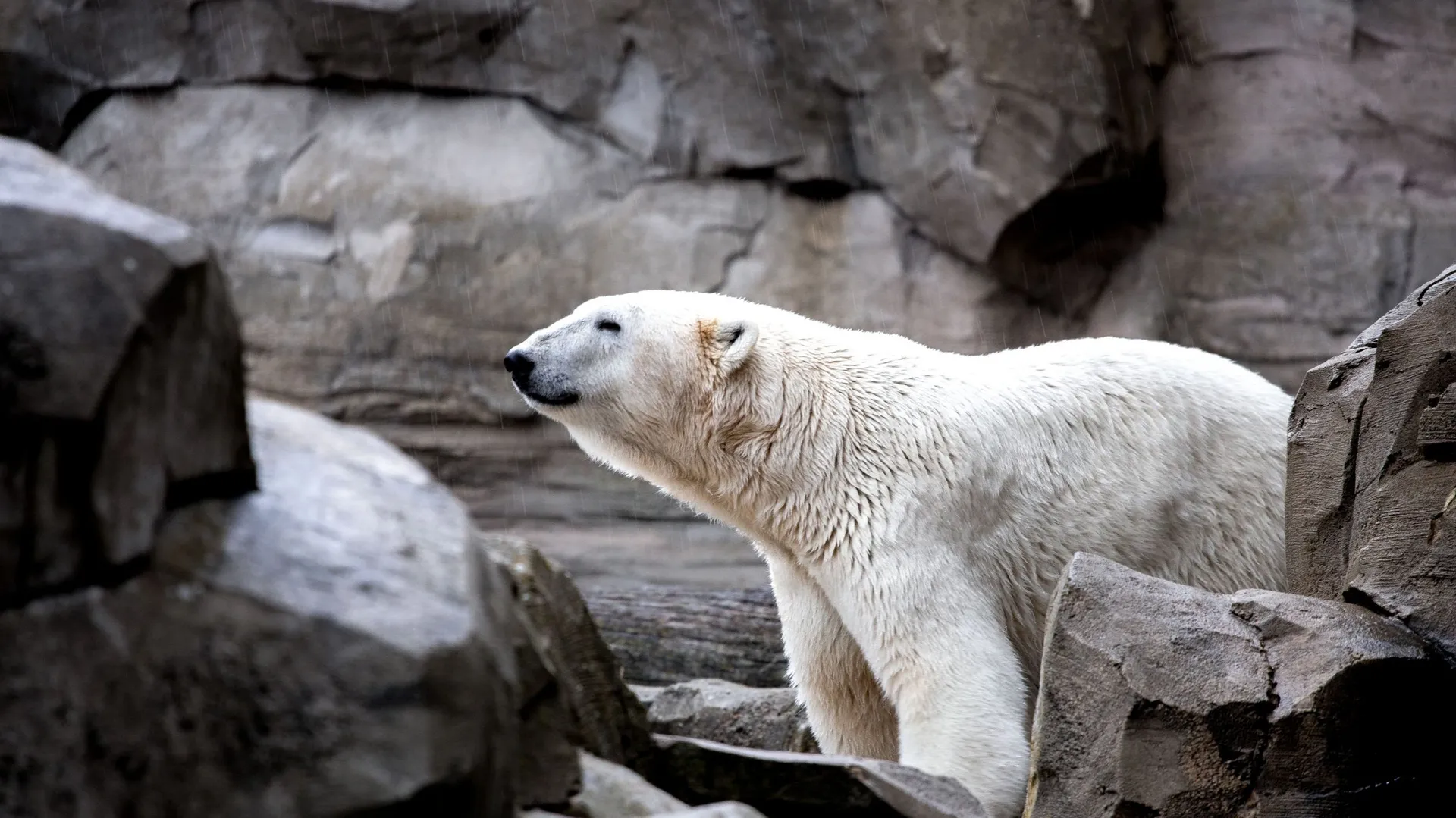 A 37 ans, la plus vieille ourse polaire d'Europe s'éteint dans un zoo ...