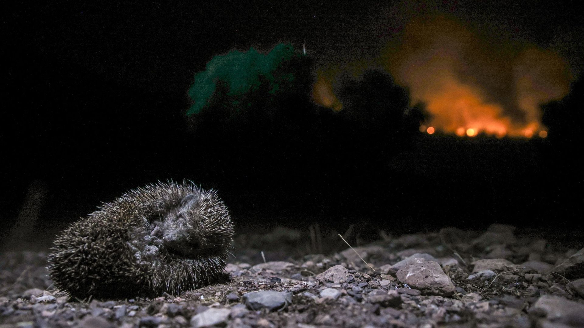Feux de forêt en Grèce : les incendies se multiplient près d'Athènes ...