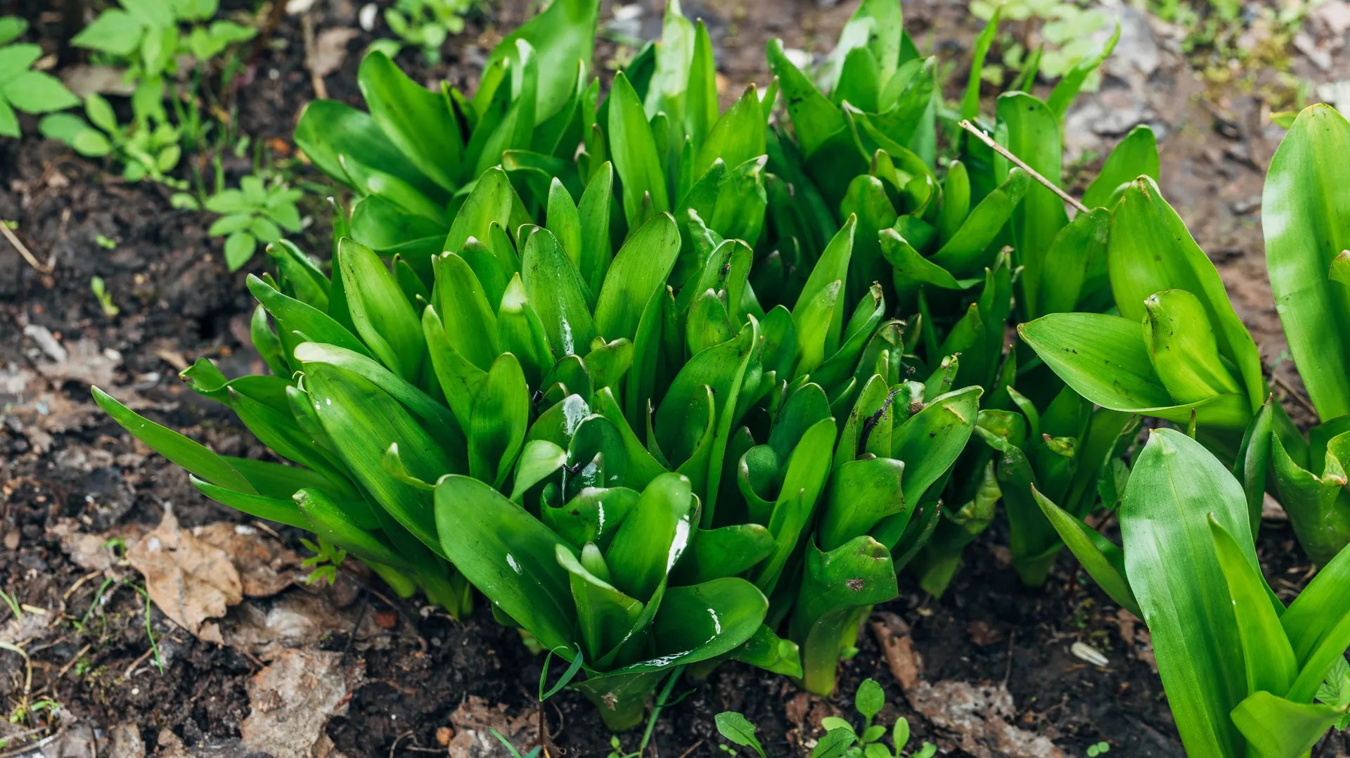 Floraison d'automne : et si on plantait des colchiques ? - RTBF Actus
