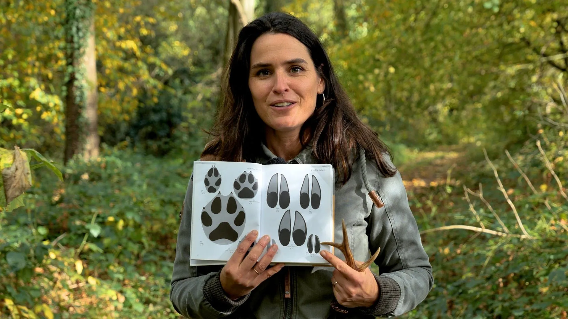 7 conseils pour partir sur la piste du chevreuil - RTBF Actus