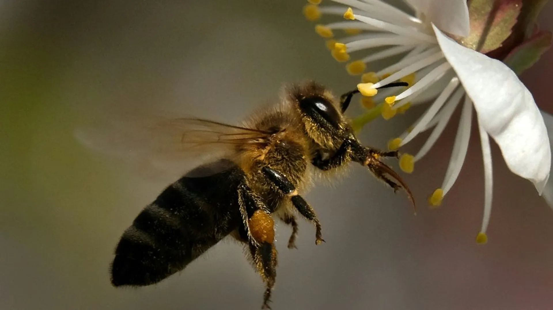 Disparition des abeilles: 'Des chiffres de mortalité à Bruxelles ...