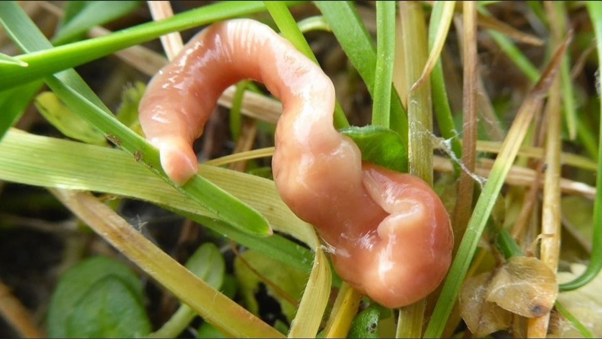 Des parasites découverts chez les vers plats envahissants, enfin une ...