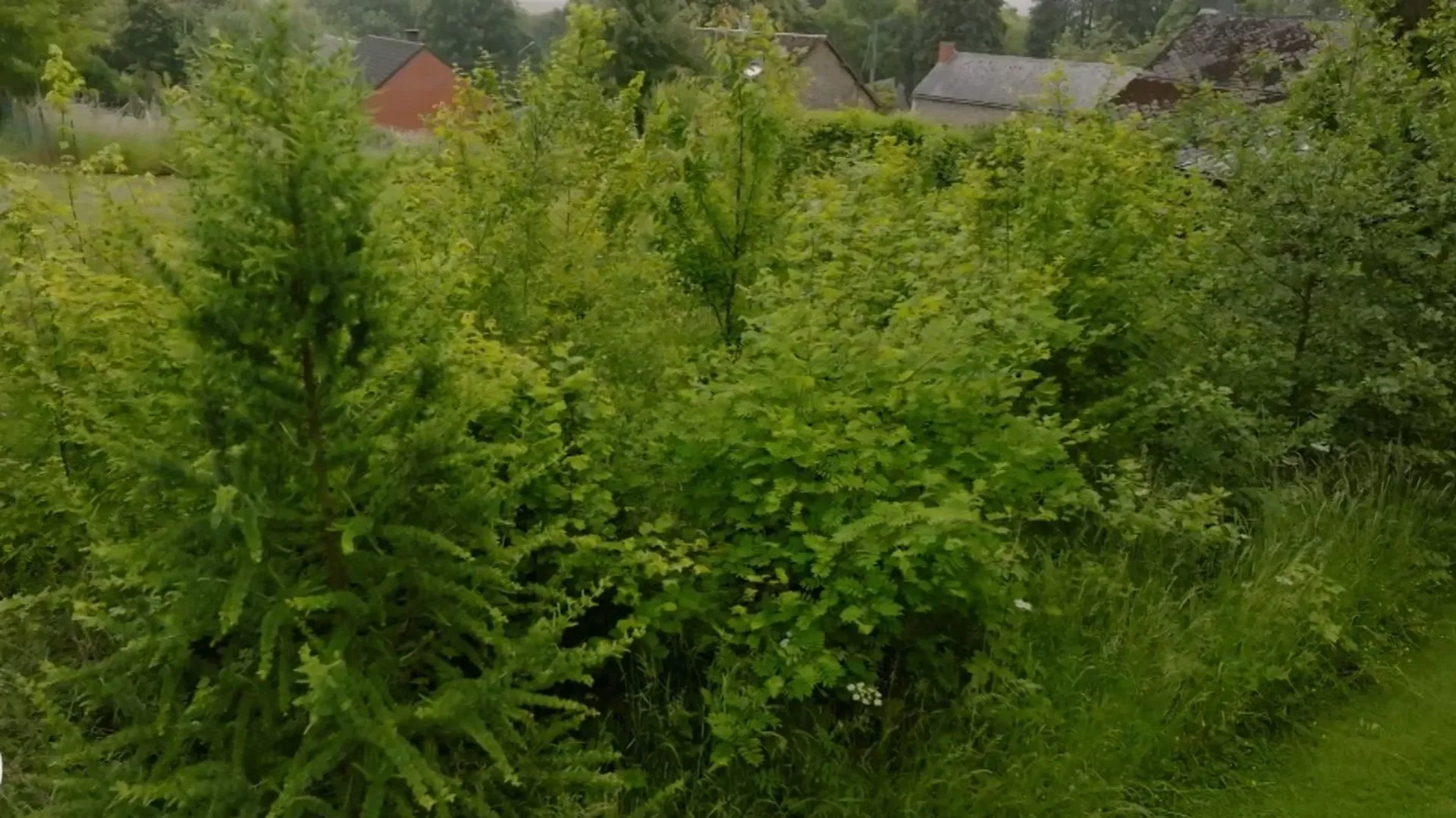 Comment créer une 'mini-forêt' dans son jardin ? - RTBF Actus