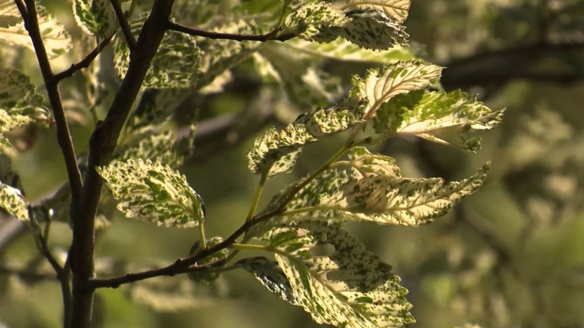L’orme anglais, un arbre à faire renaître dans les jardins et les parcs ...