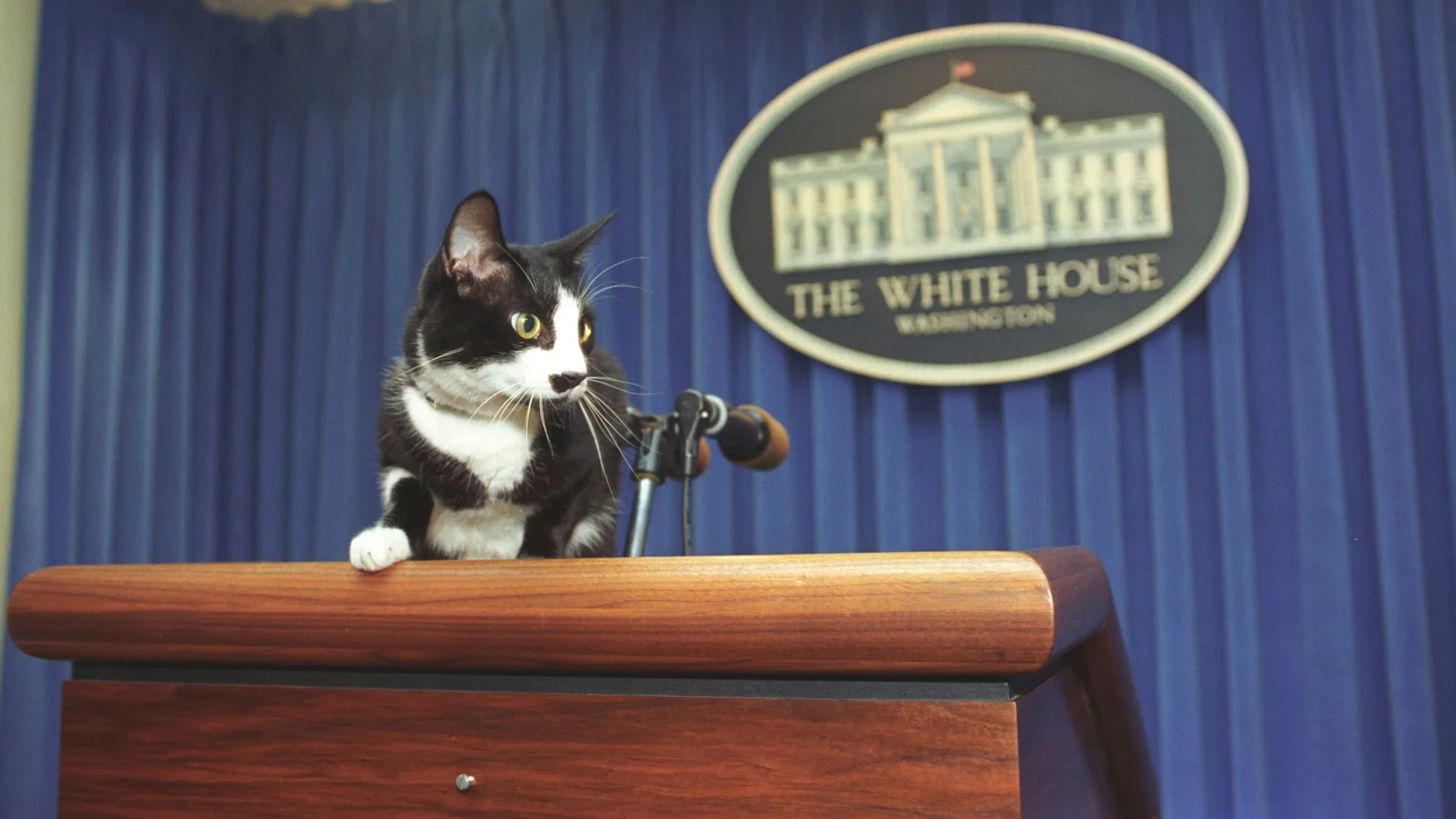 Quels étaient les animaux domestiques des anciens présidents américains ...