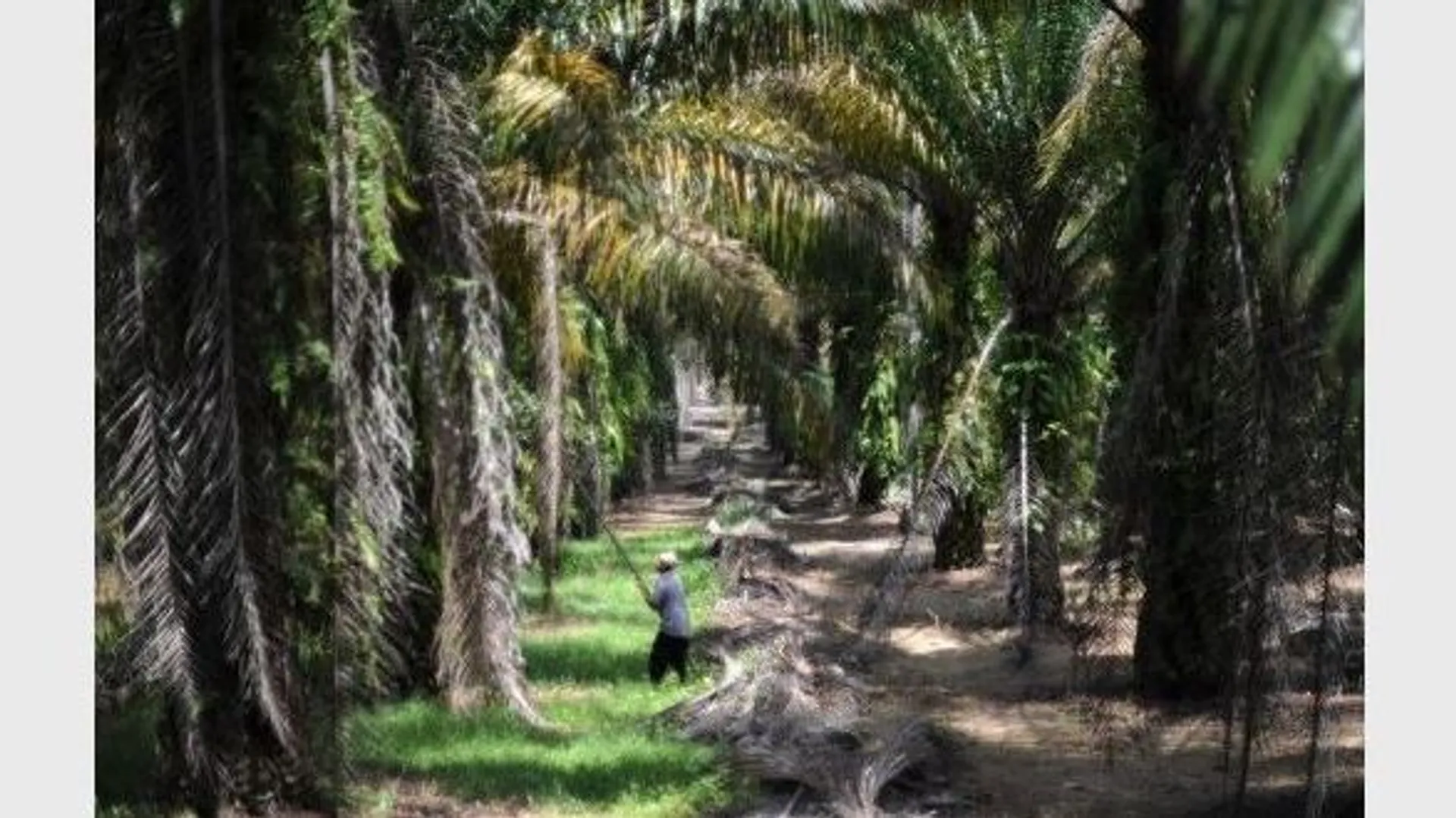 RDC: les bonobos en danger à cause de la déforestation - RTBF Actus