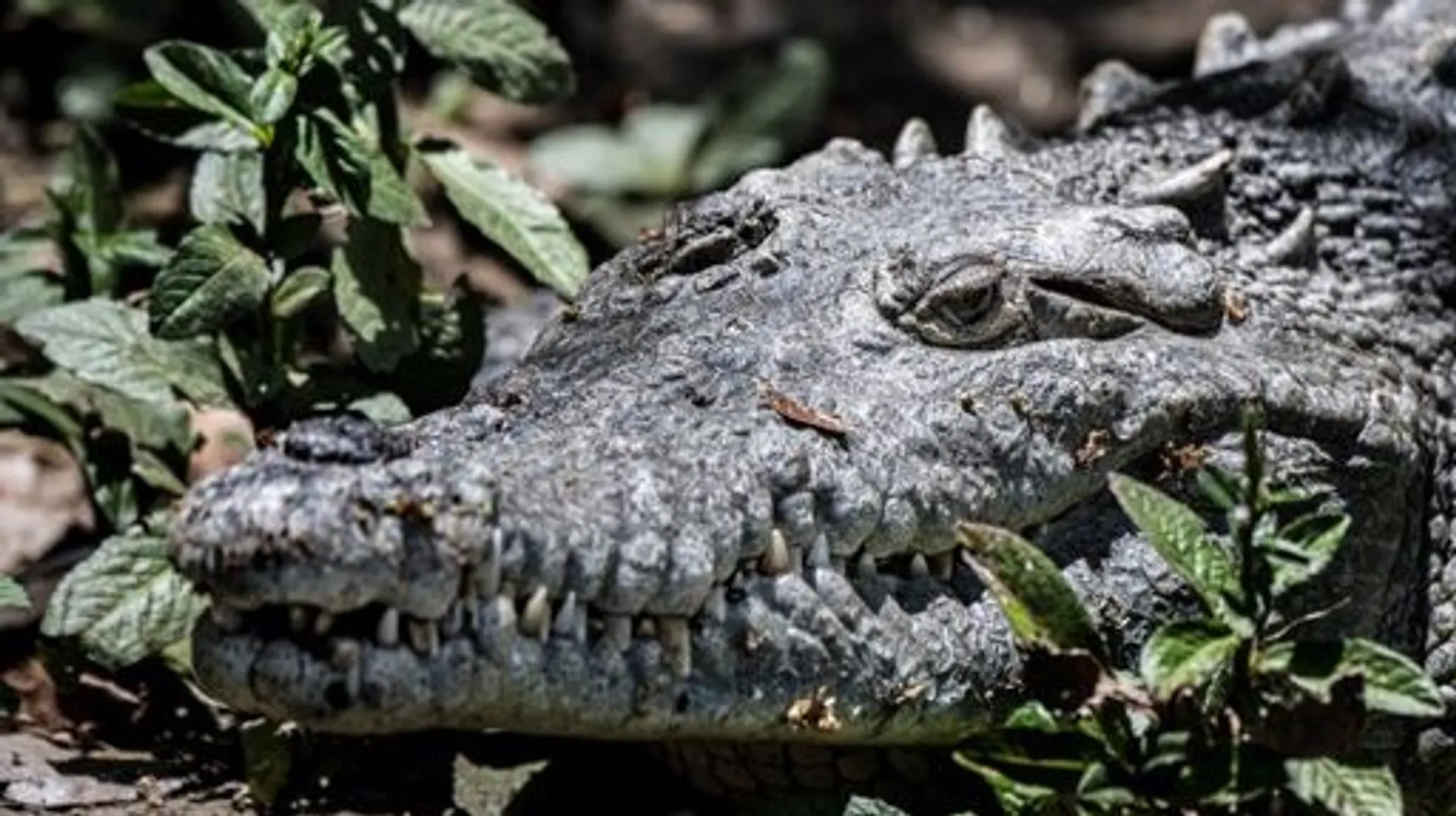 Dix crocodiles retrouvés en Egypte dans une tombe intacte nous révèlent de nouvelles pratiques ...