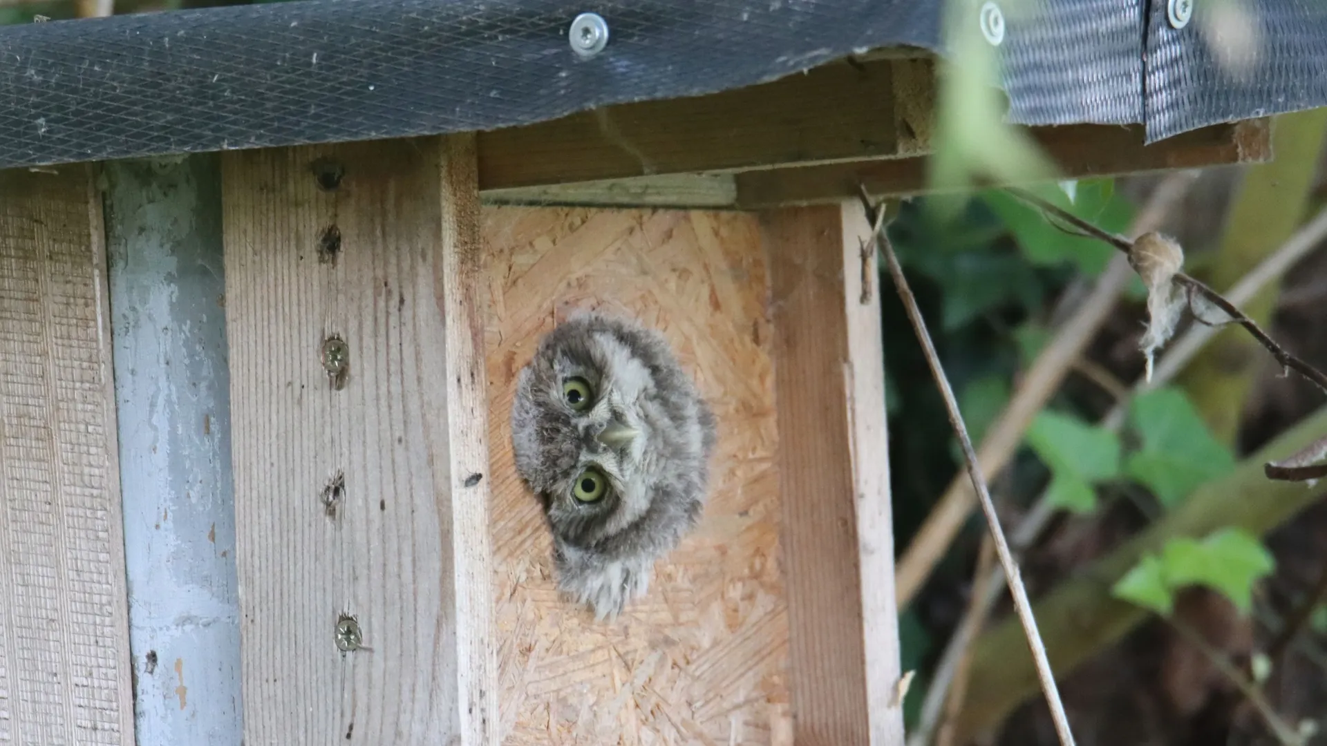 La photo extraordinaire : La Reine de l'Acrobatie - RTBF Actus