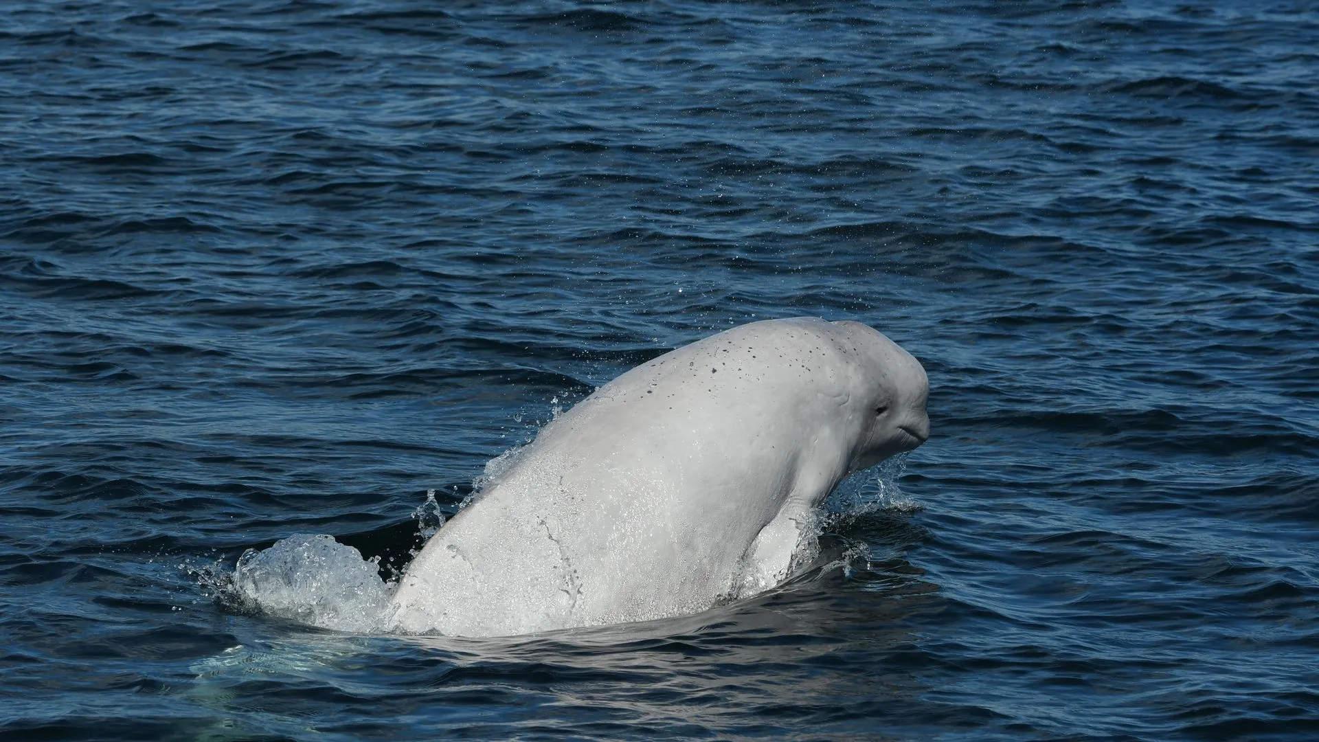 Norvège : aucun signe que le 'béluga-espion' a été tué par balle, selon ...