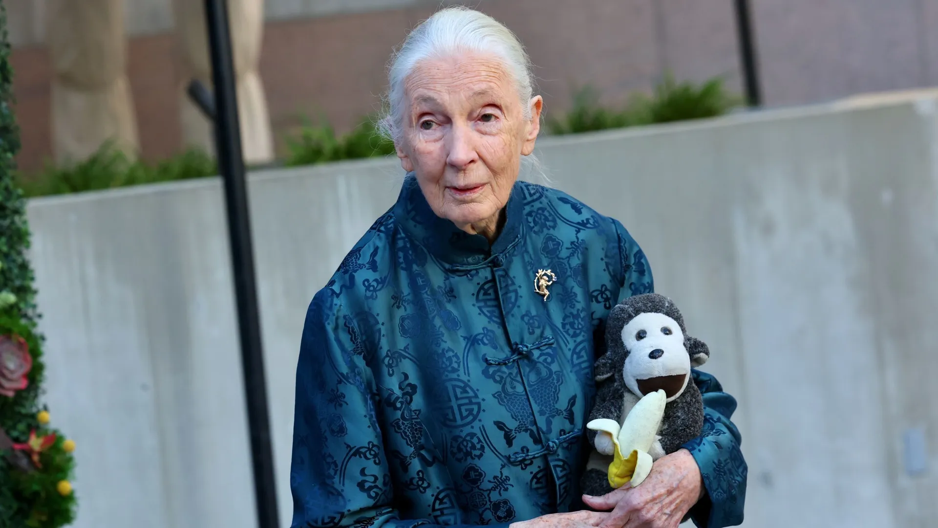 La primatologue Jane Goodall 'ambassadrice' des chimpanzés est décédée ...