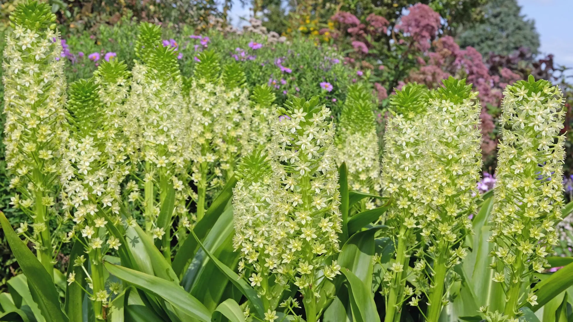 Eucomis, la 'plante ananas' : comment la planter, l’entretenir et la ...