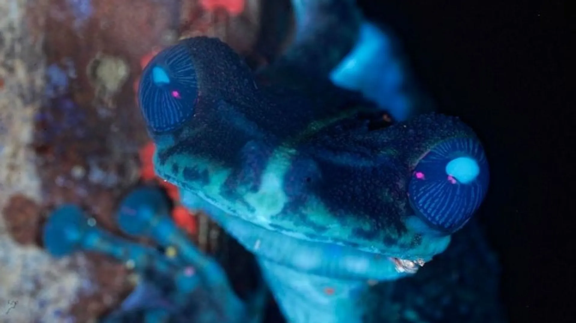 Et si la nature brillait plus que ce que nous voyons ? À la découverte de la vie fluo - RTBF Actus