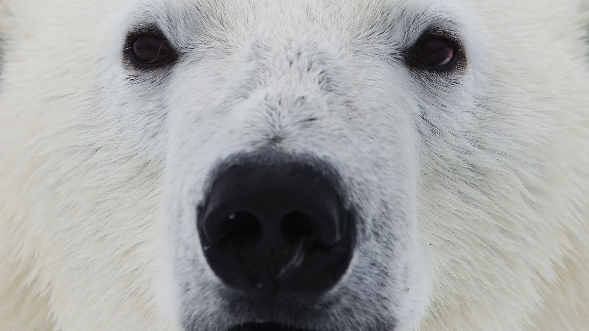 La minute insolite : 'Fat Albert', l’ours polaire obèse qui fascine l ...