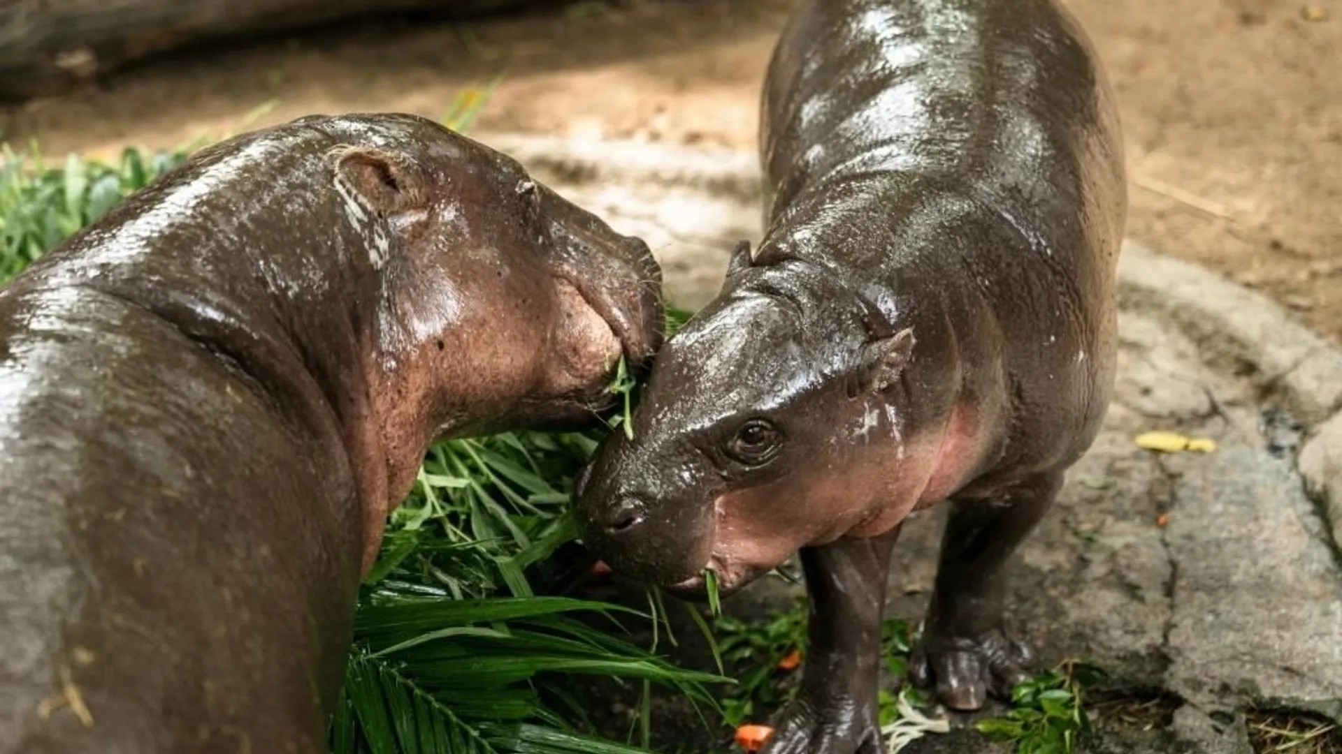 En Thaïlande, il est légal de posséder un lion chez soi... mais dans quelles conditions de vie ...