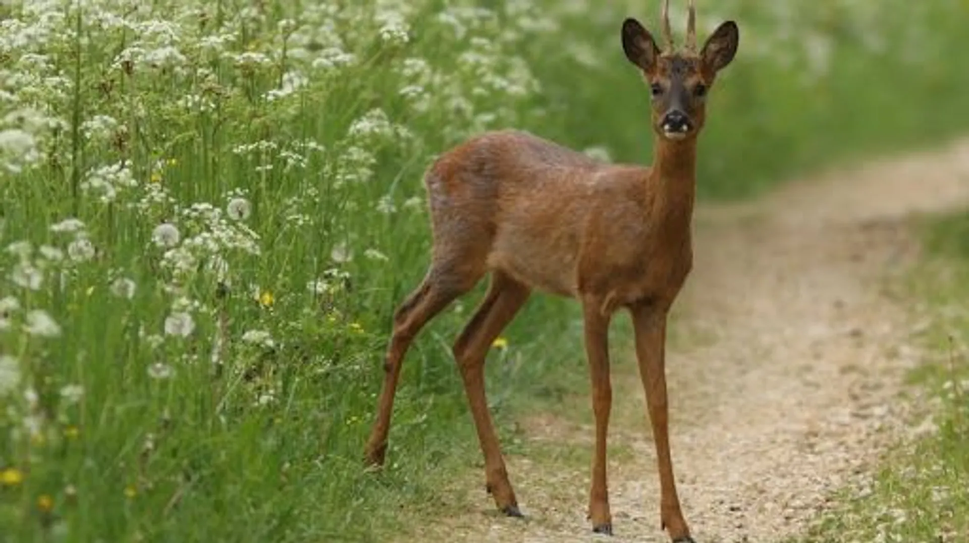 La nature racontée : La folle course amoureuse du chevreuil - RTBF Actus