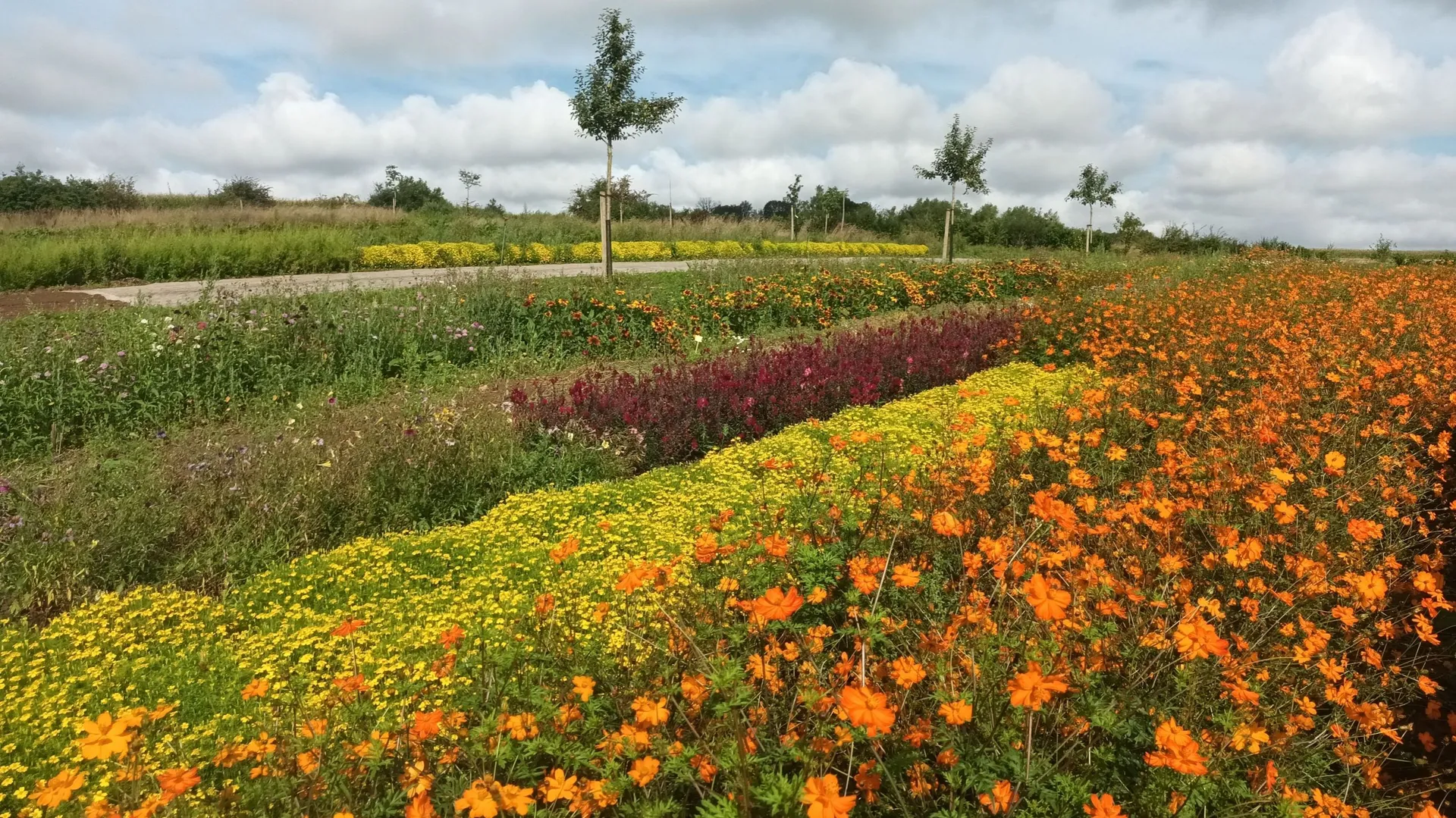 Anthesis : La renaissance des semences locales et bio au cœur du ...
