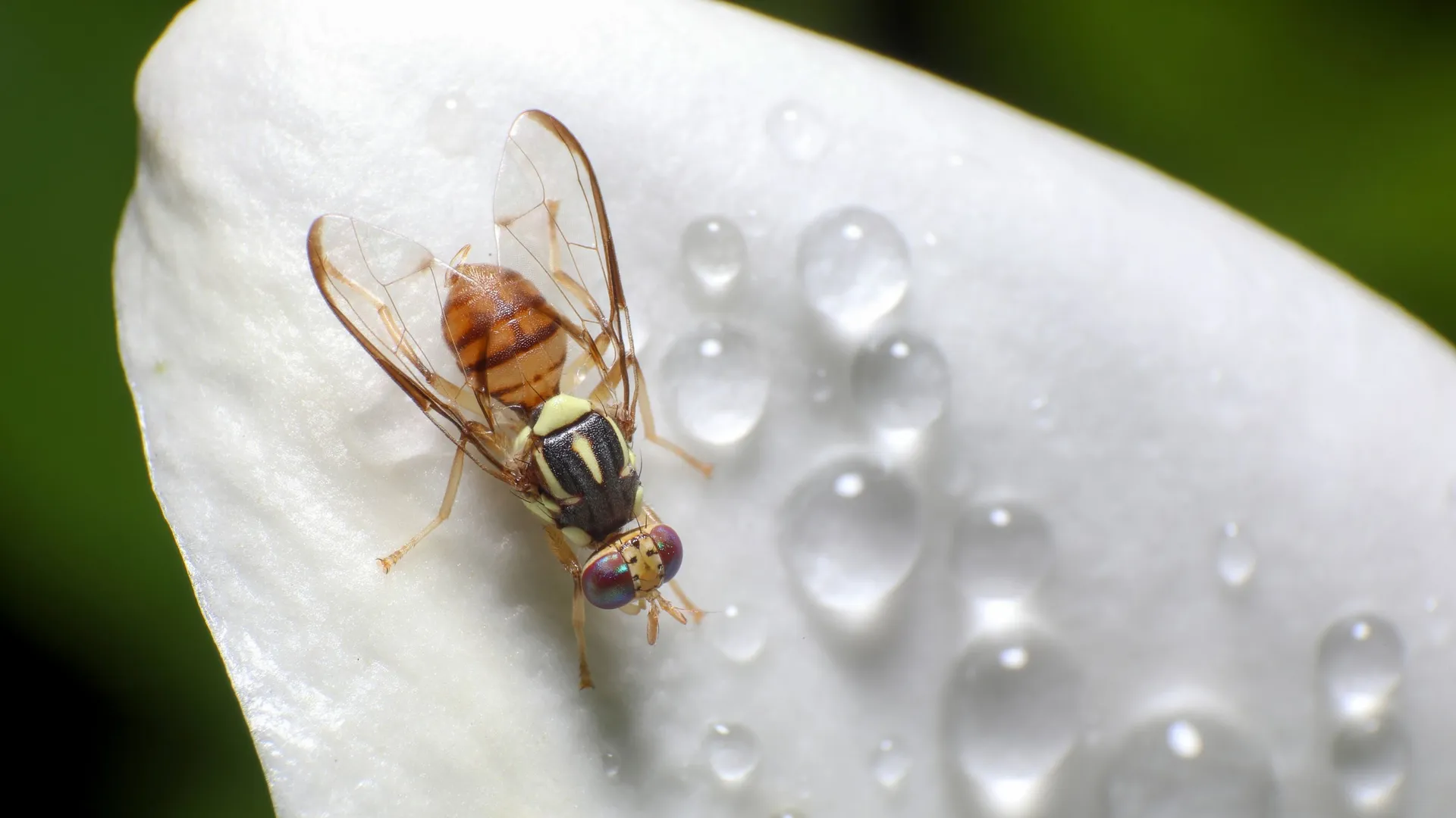 La mouche orientale des fruits également identifiée à Koekelberg et ...