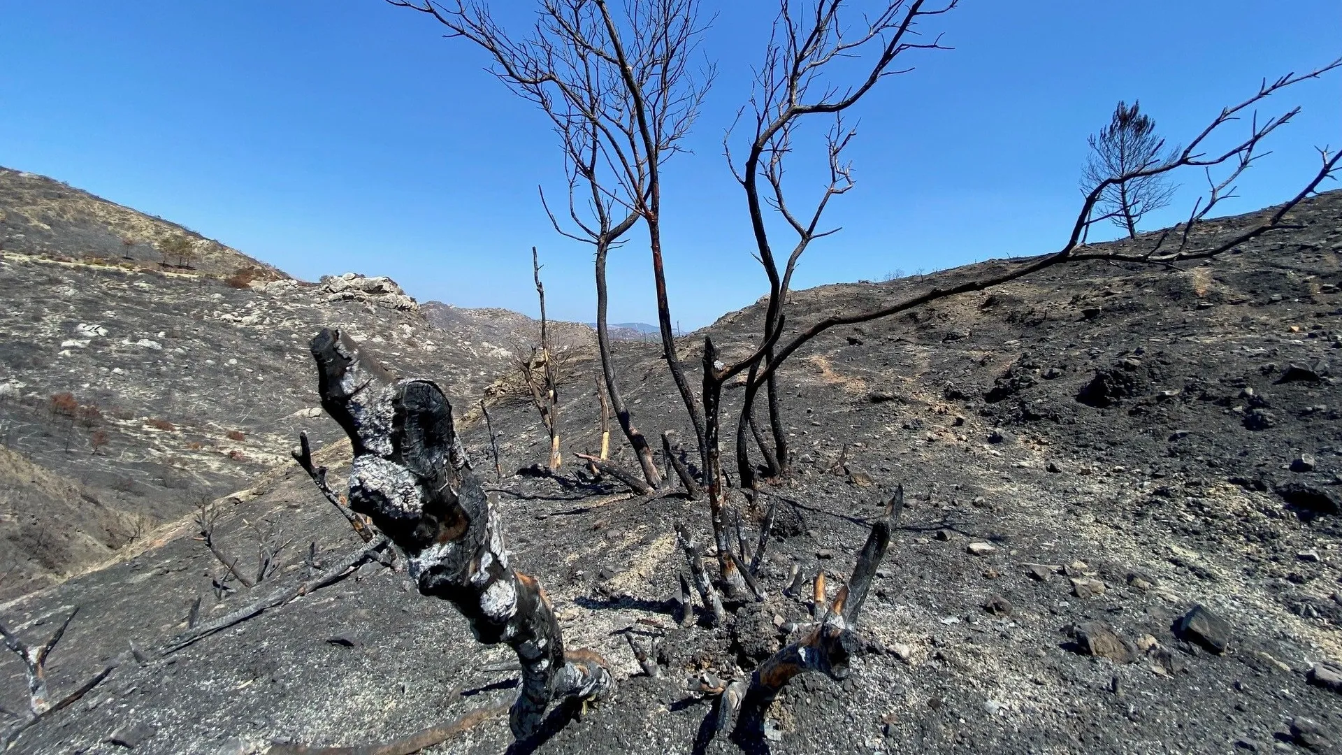 Ile de Rhodes : deux mois après les incendies, le combat de Nektarios ...