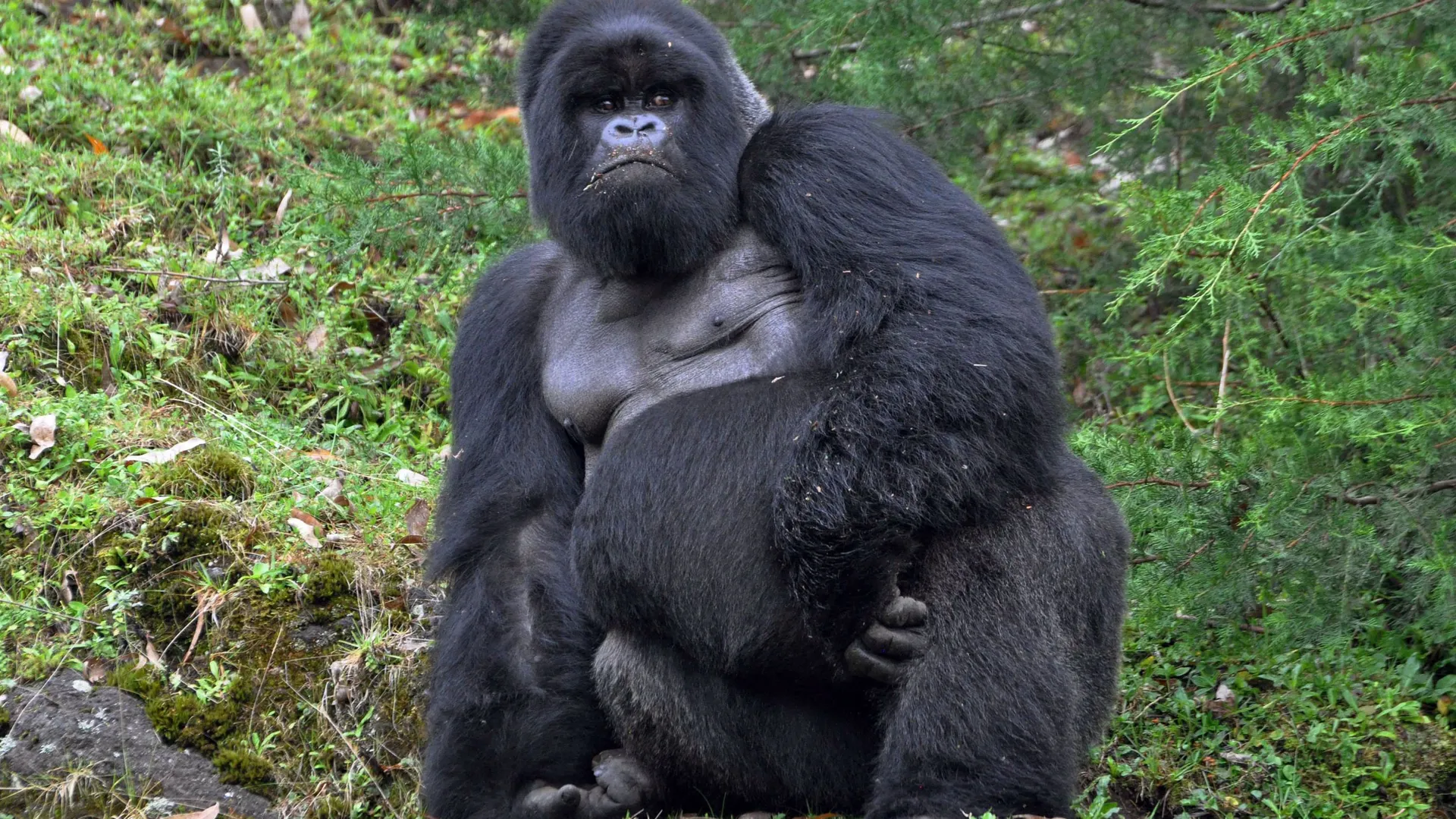 Décès au Rwanda du dernier gorille rendu 'célèbre' par Dian Fossey - RTBF Actus