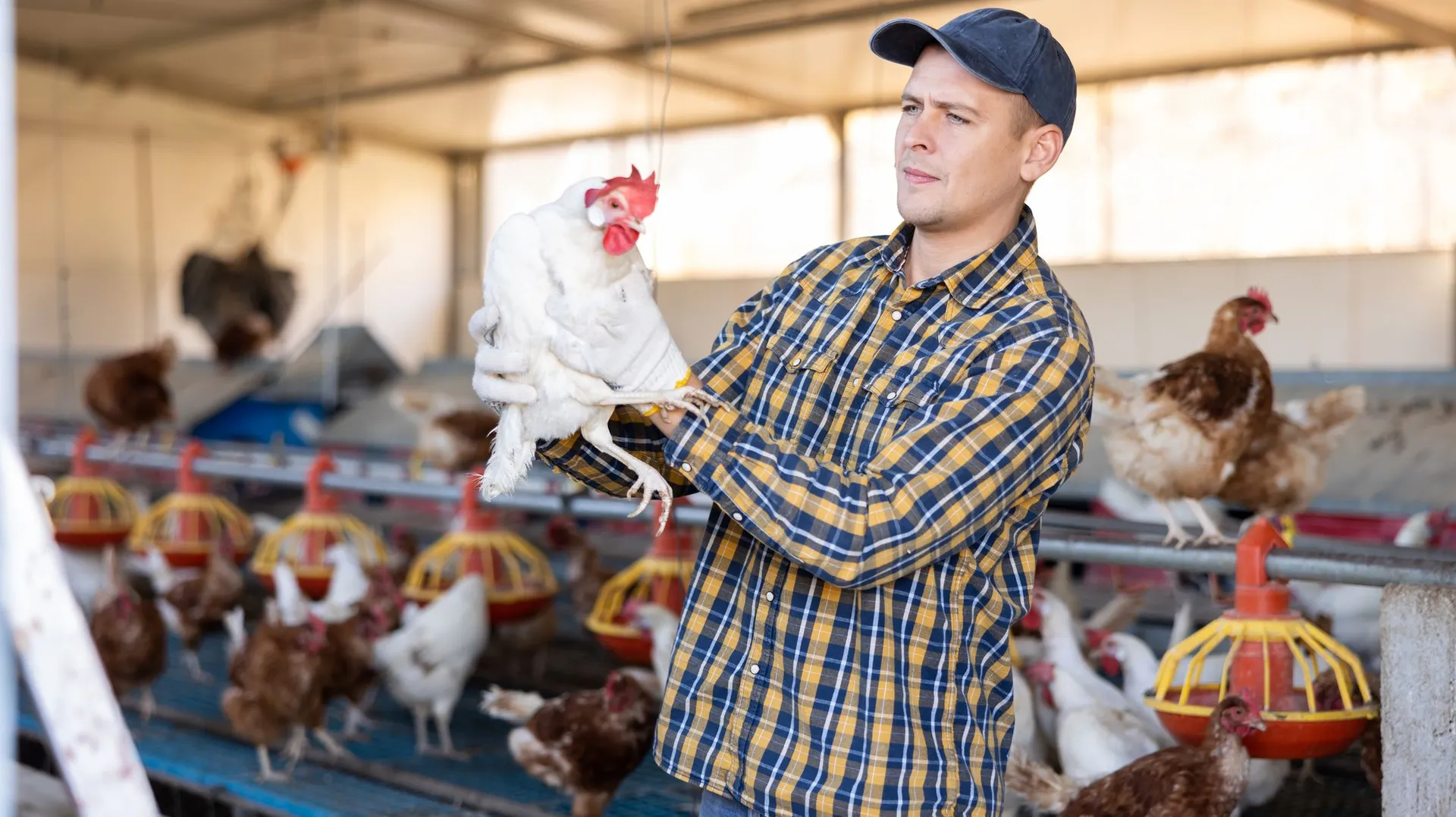 Aviculteur : un métier dur et exigeant, mais qui promet la poule aux ...