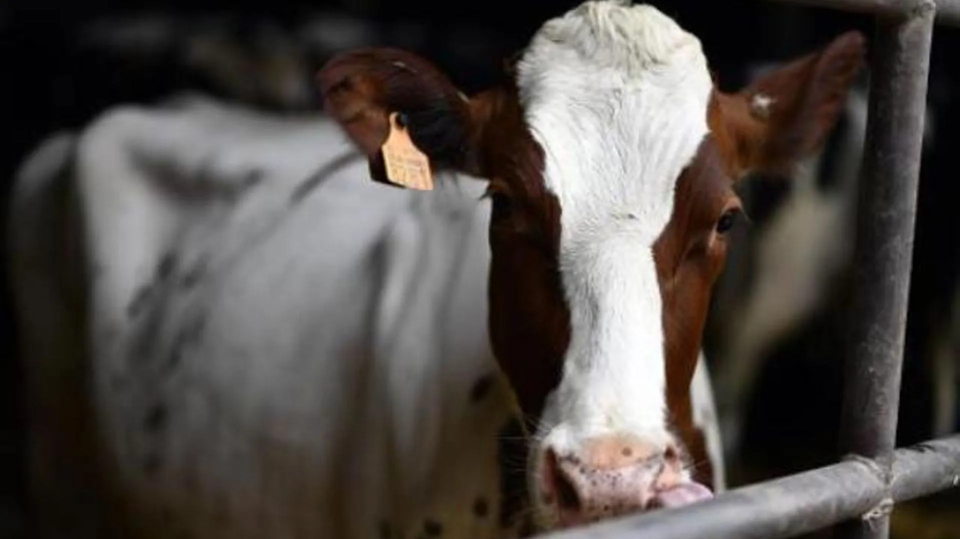Un cas de la maladie de la 'vache folle' détecté en Angleterre - RTBF Actus