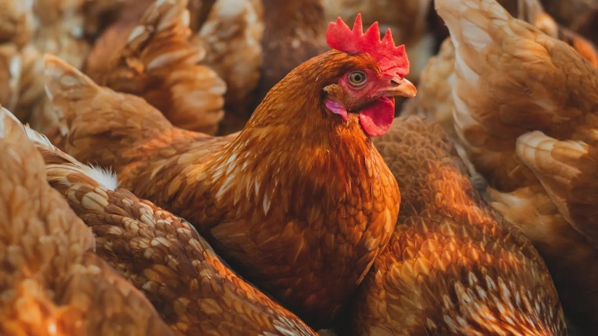 Pourquoi le 21e siècle sera 'le siècle des animaux' ? - RTBF Actus