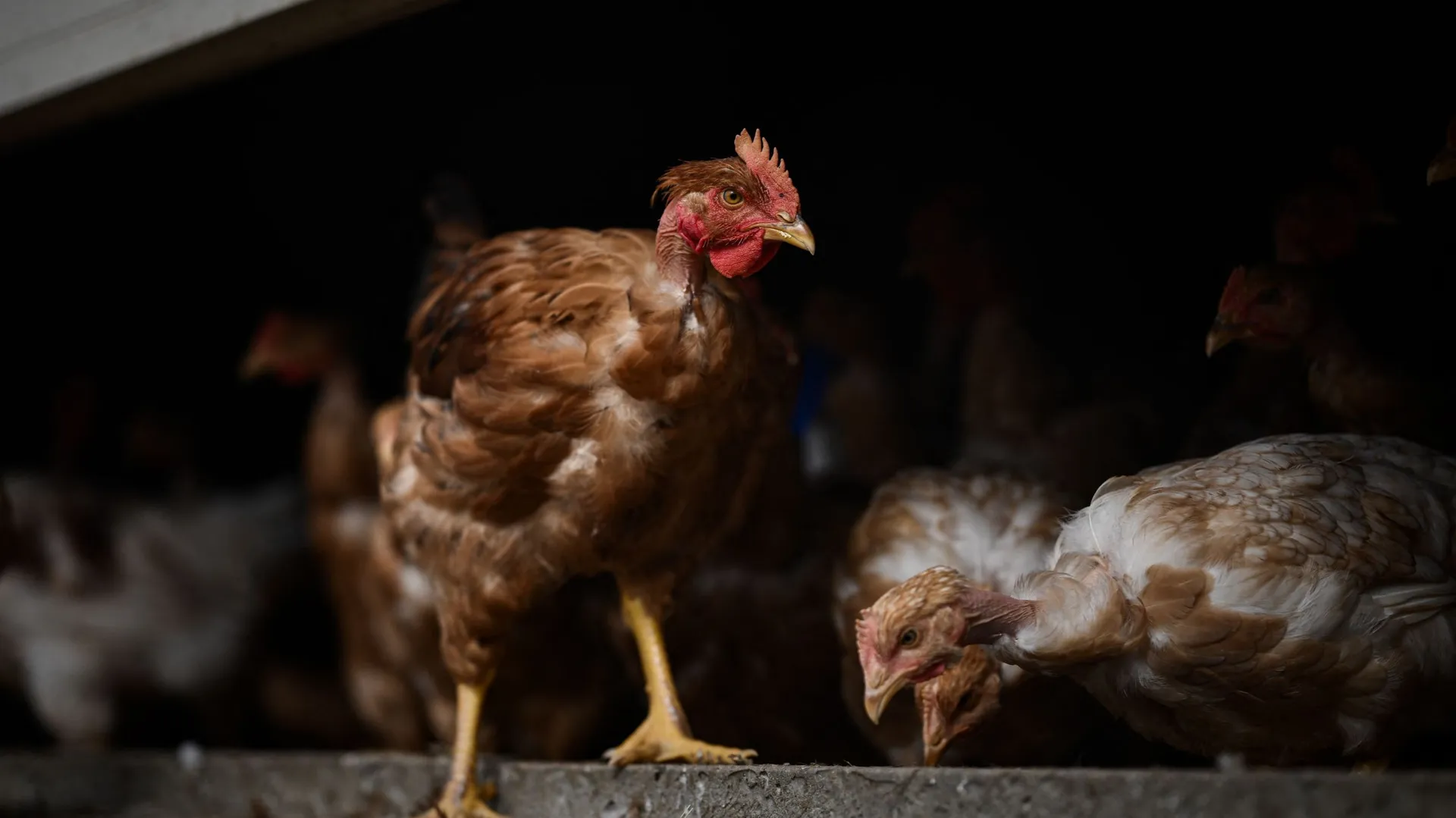 Grippe aviaire : un abattage massif ordonné en Allemagne pour contenir ...