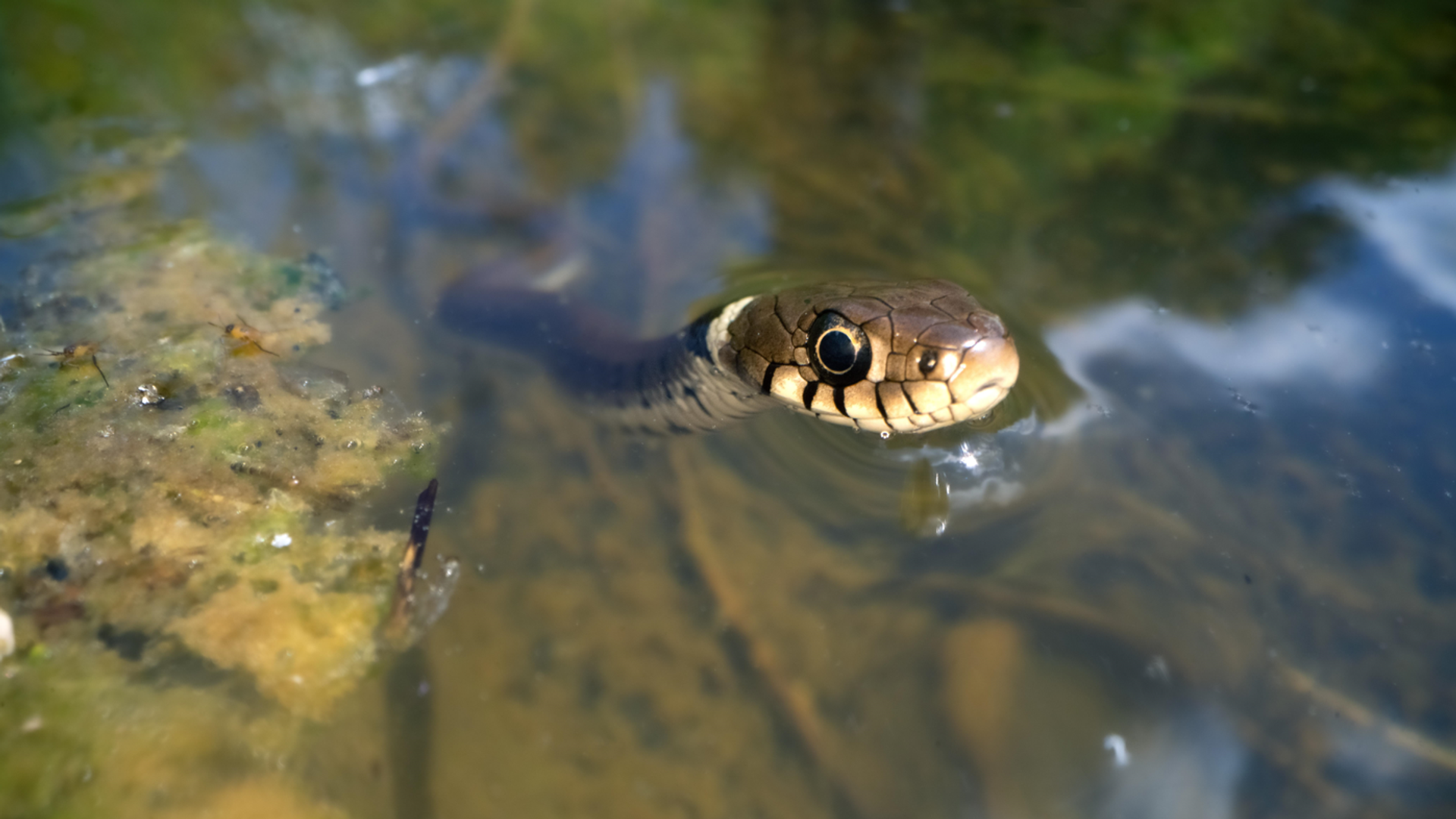 Janewest leaks it looks like Tami came present plus took