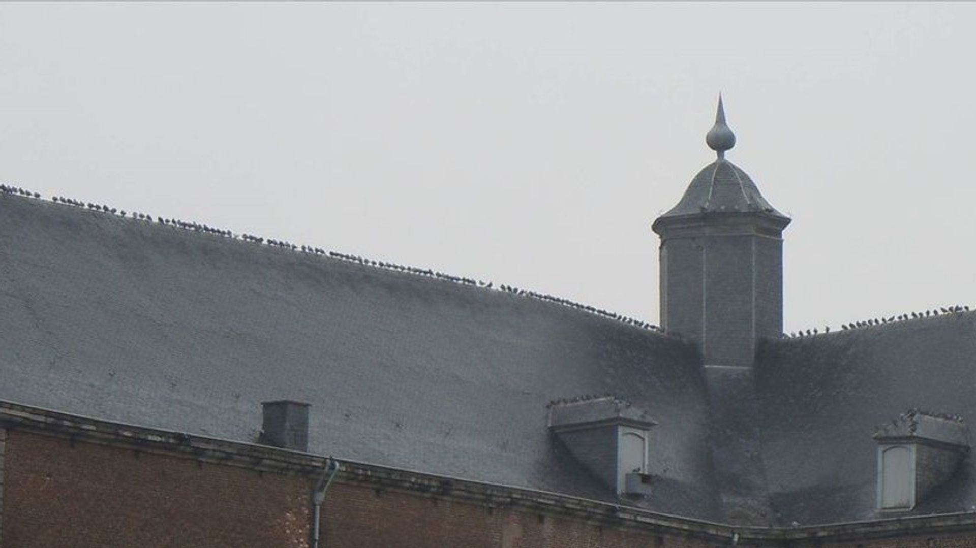 Le beffroi de Gembloux accueille quatre fauconneaux pèlerins - RTBF Actus
