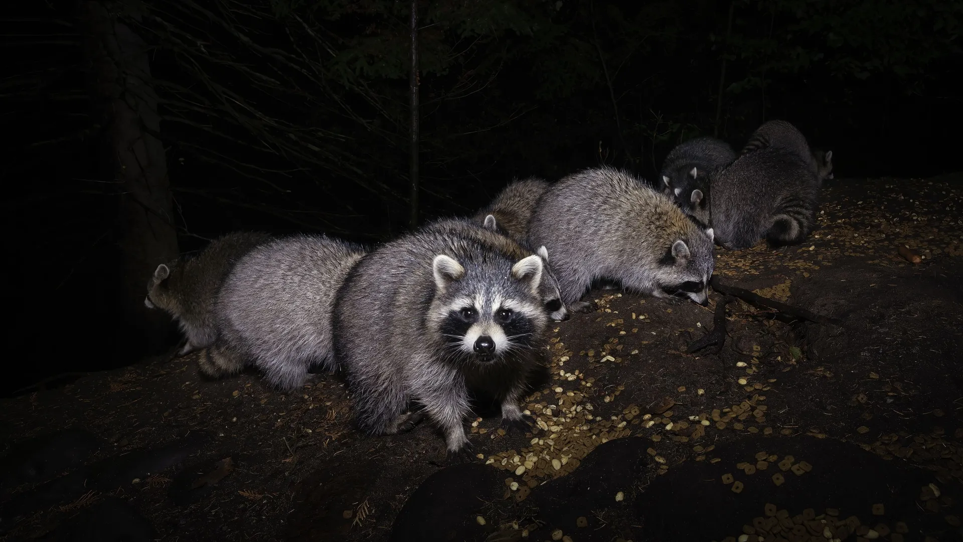 Les espèces exotiques envahissantes : une menace pour la biodiversité ...