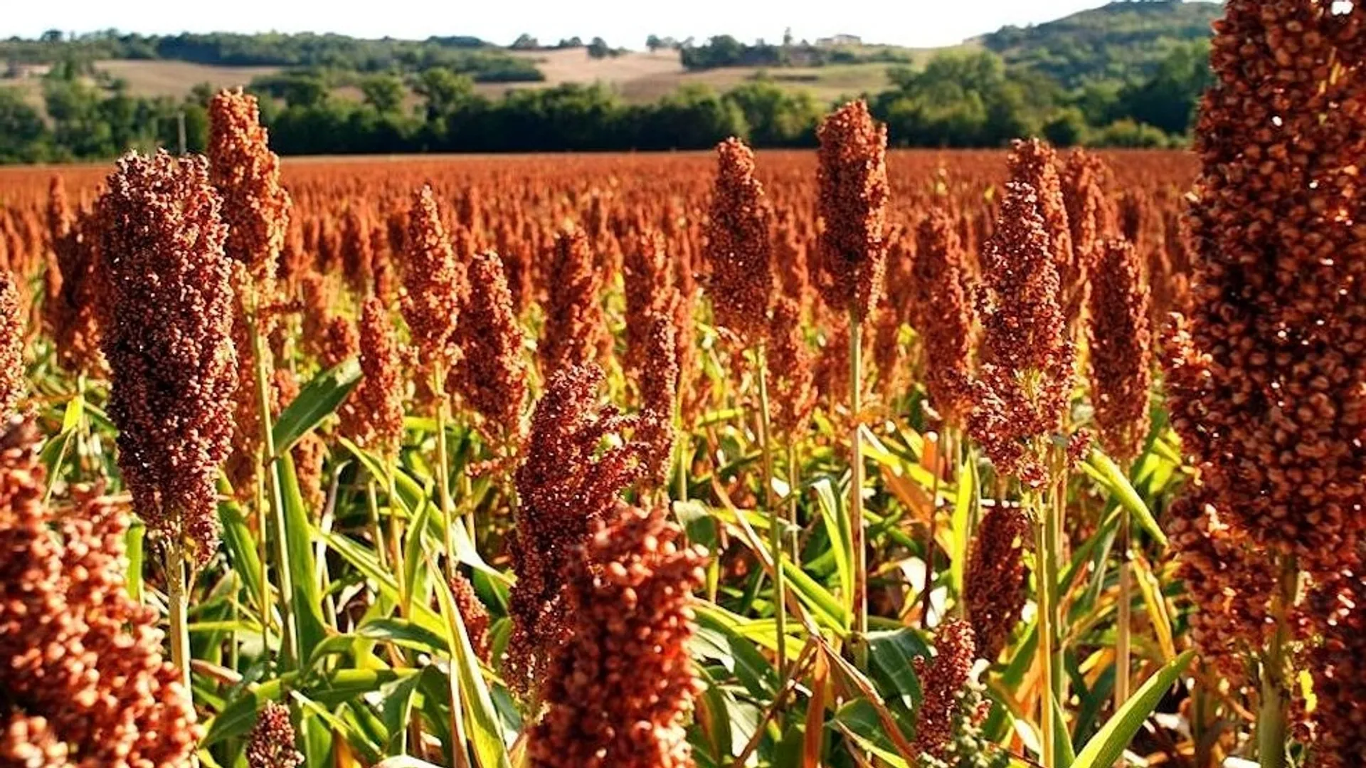 Faut‑il encore faire des pesticides l’alpha et l’oméga de la protection ...