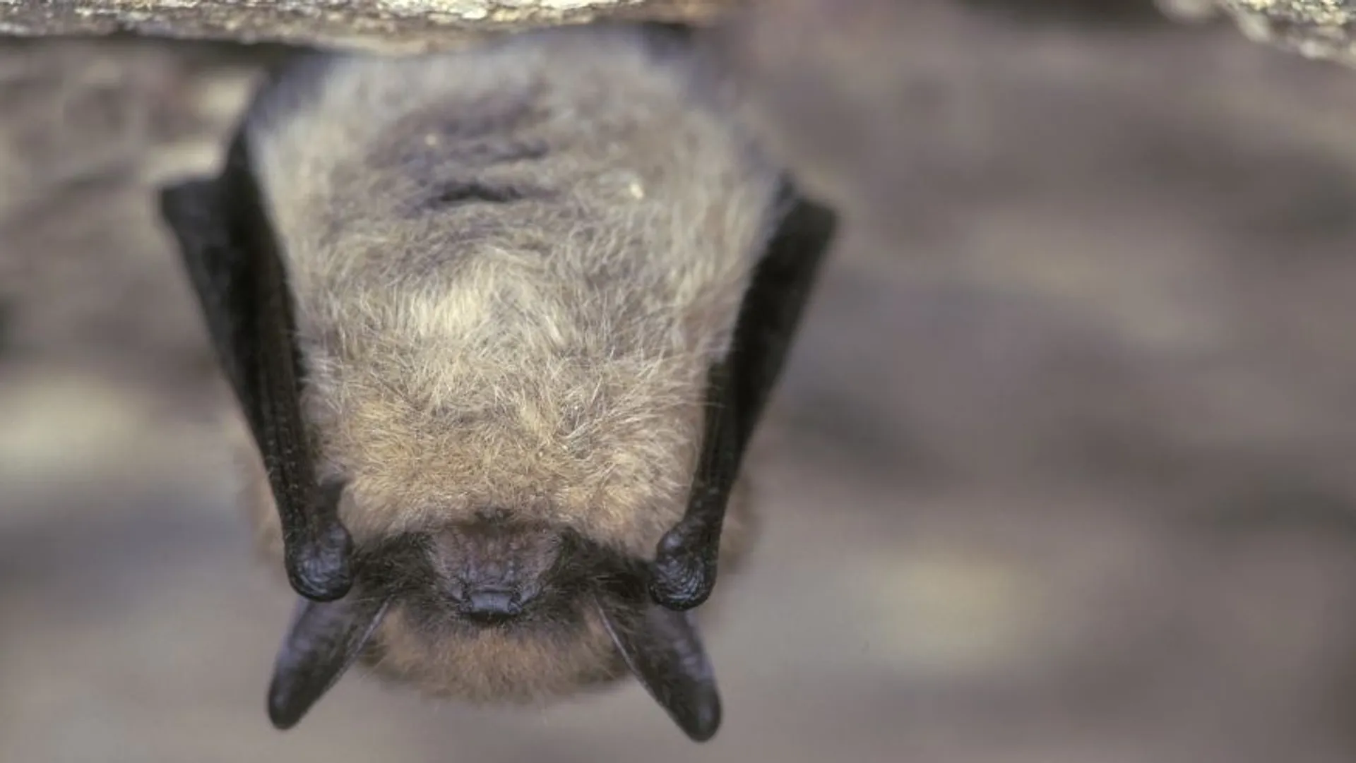 Ce samedi, les chauves-souris seront mises à l’honneur en région ...