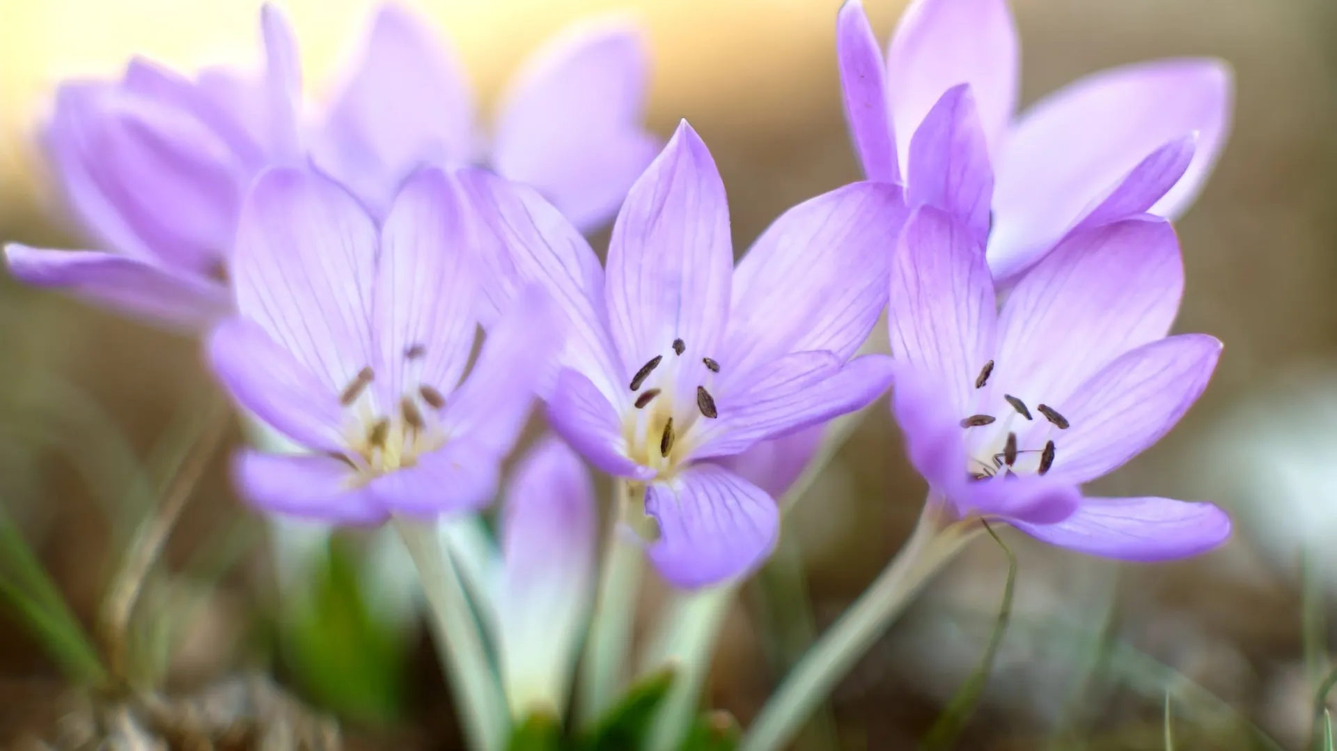 Floraison d'automne : et si on plantait des colchiques ? - RTBF Actus