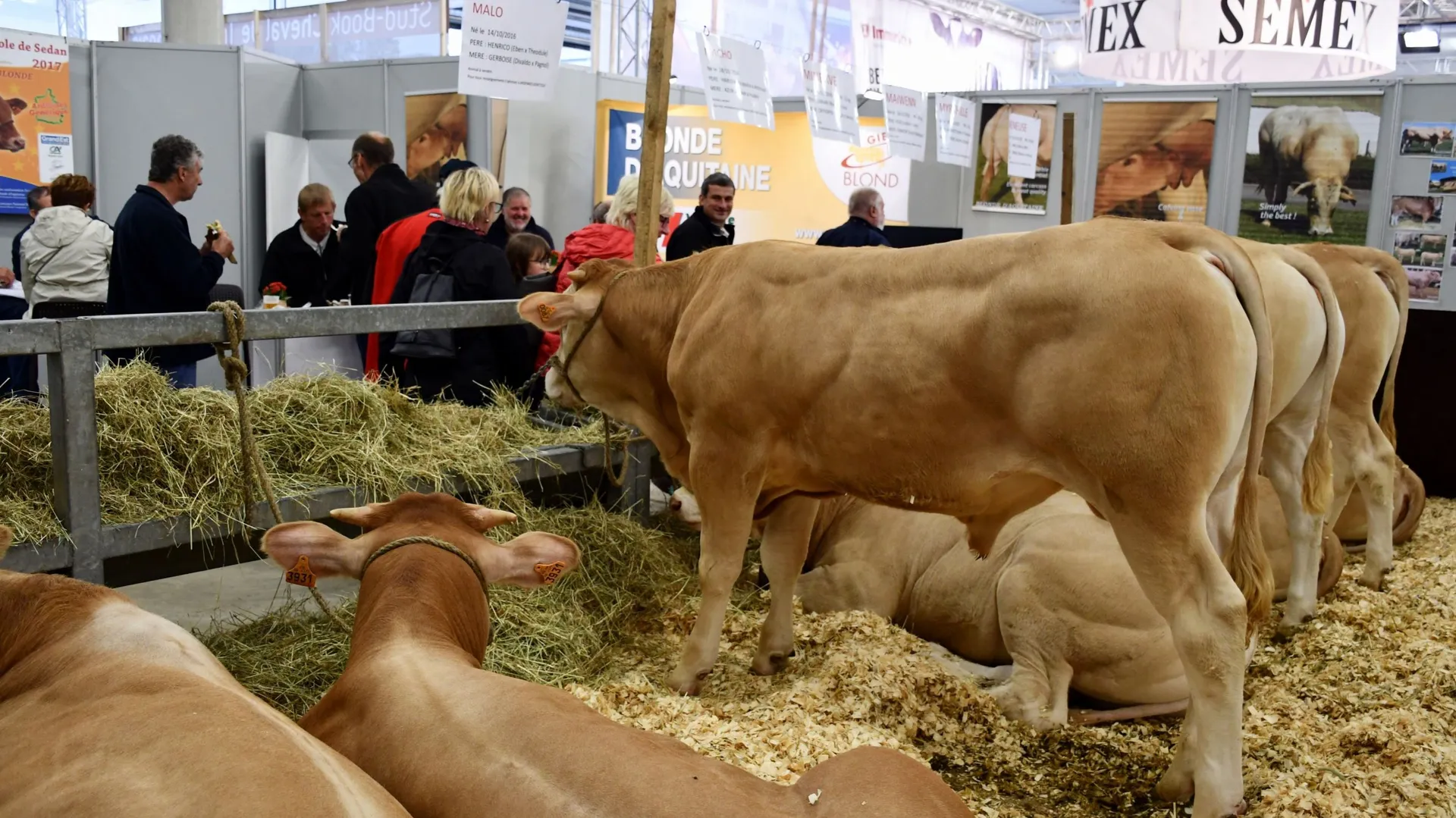 Foire de Libramont 2025 : un événement qui attire tous les publics - RTBF Actus