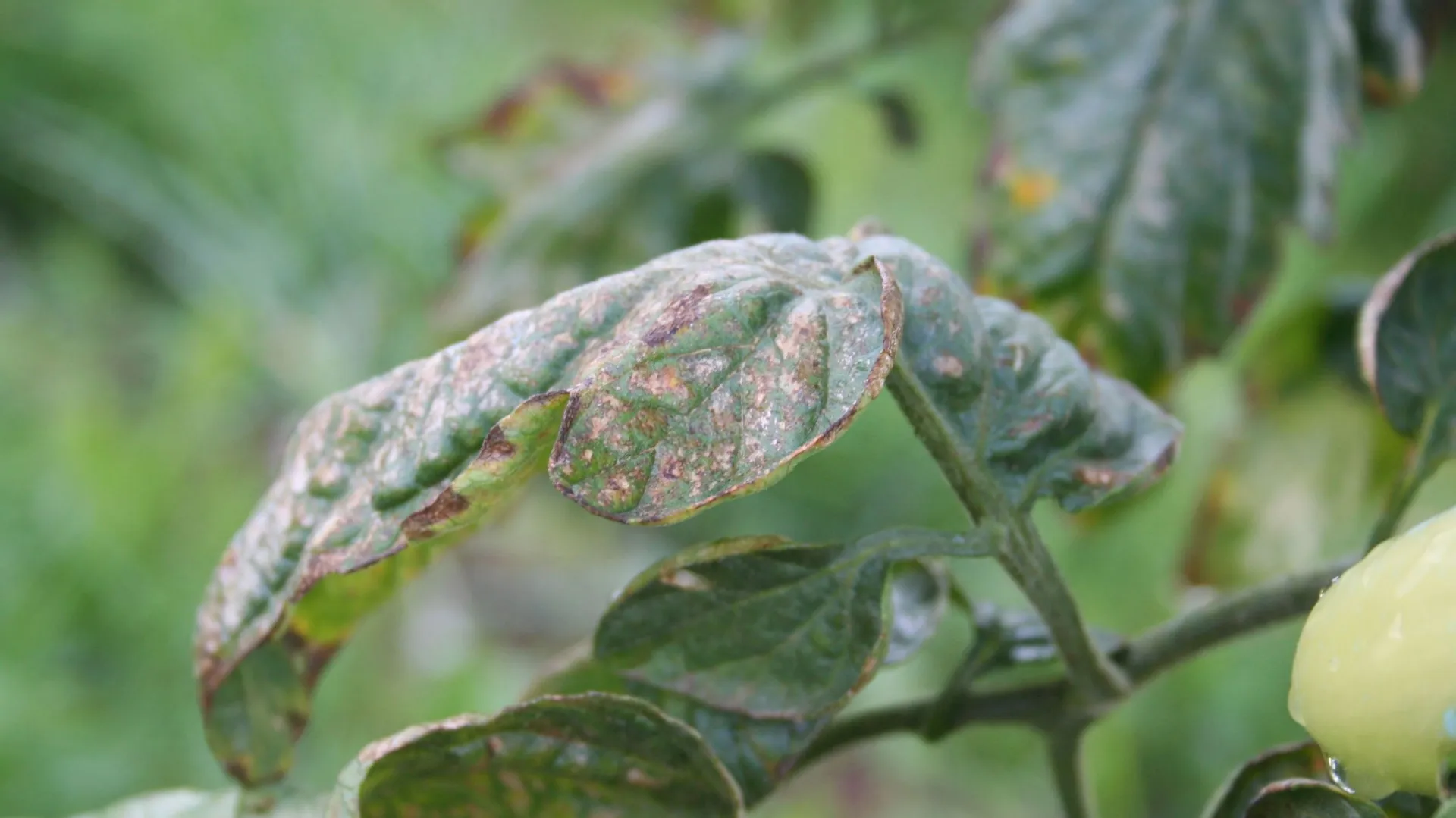 Que faire quand le mildiou s’invite sur les plants de tomates ? - RTBF ...