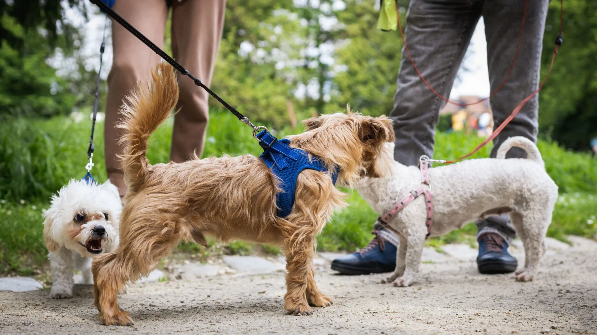 'On se rend compte à quel point nos animaux sont sensibles à nos ...